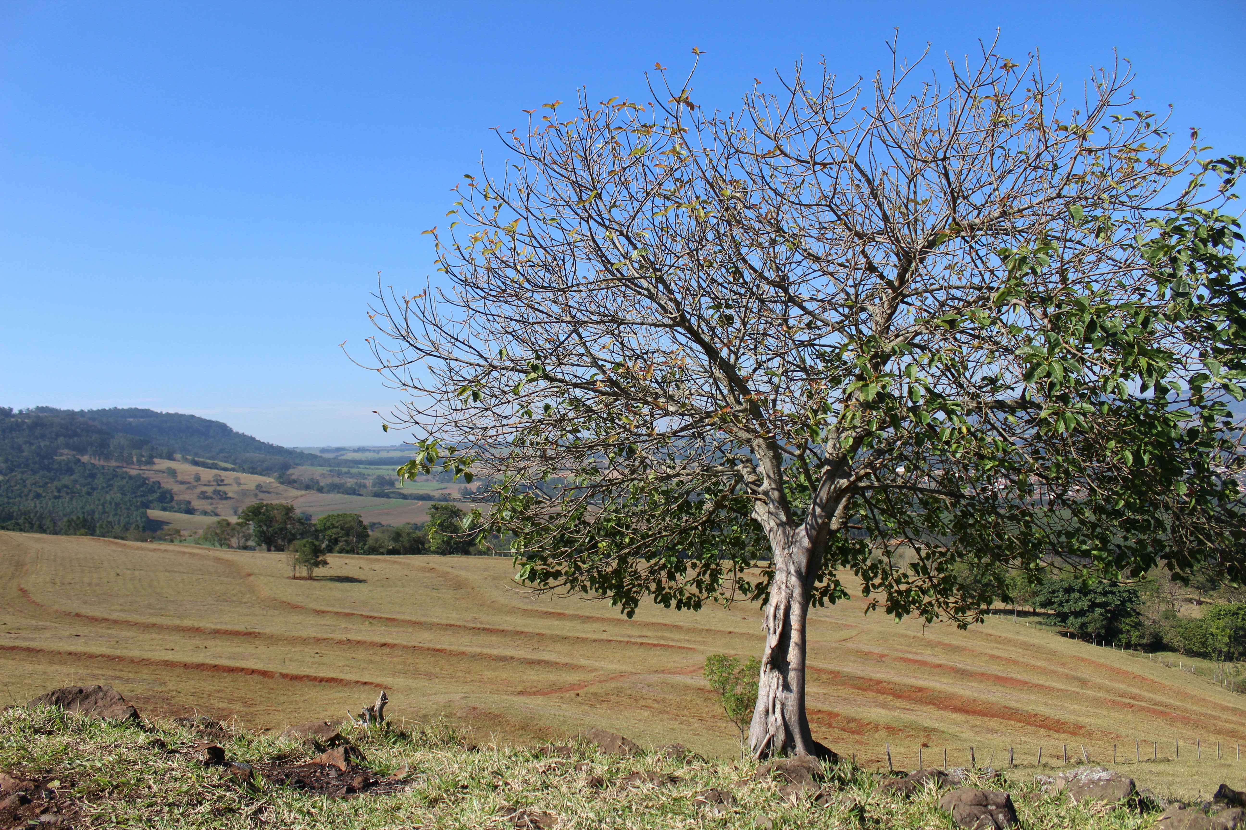 A solitary tree stands resilient against the backdrop of a vast, arid landscape, capturing the essence of rural tranquility.