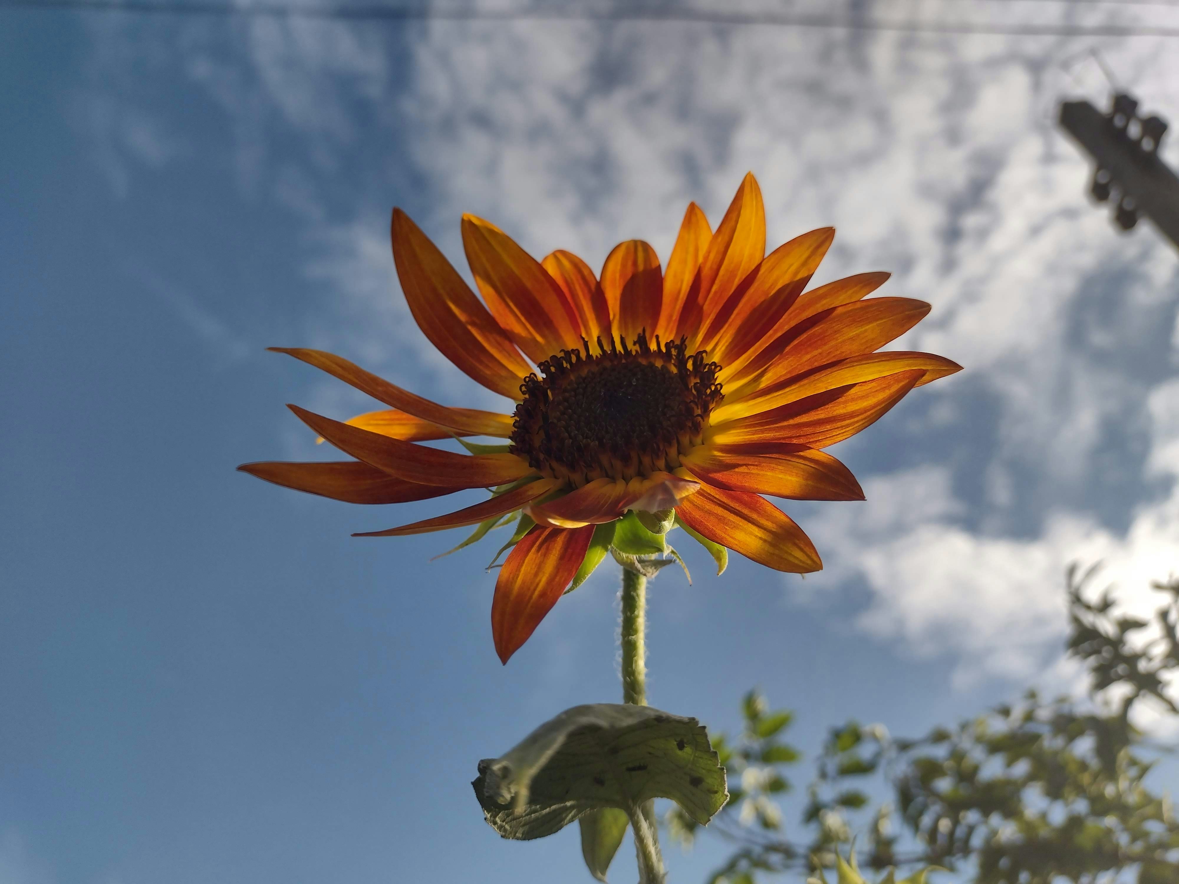 Sunflower reaching towards a bright blue sky with scattered clouds.
