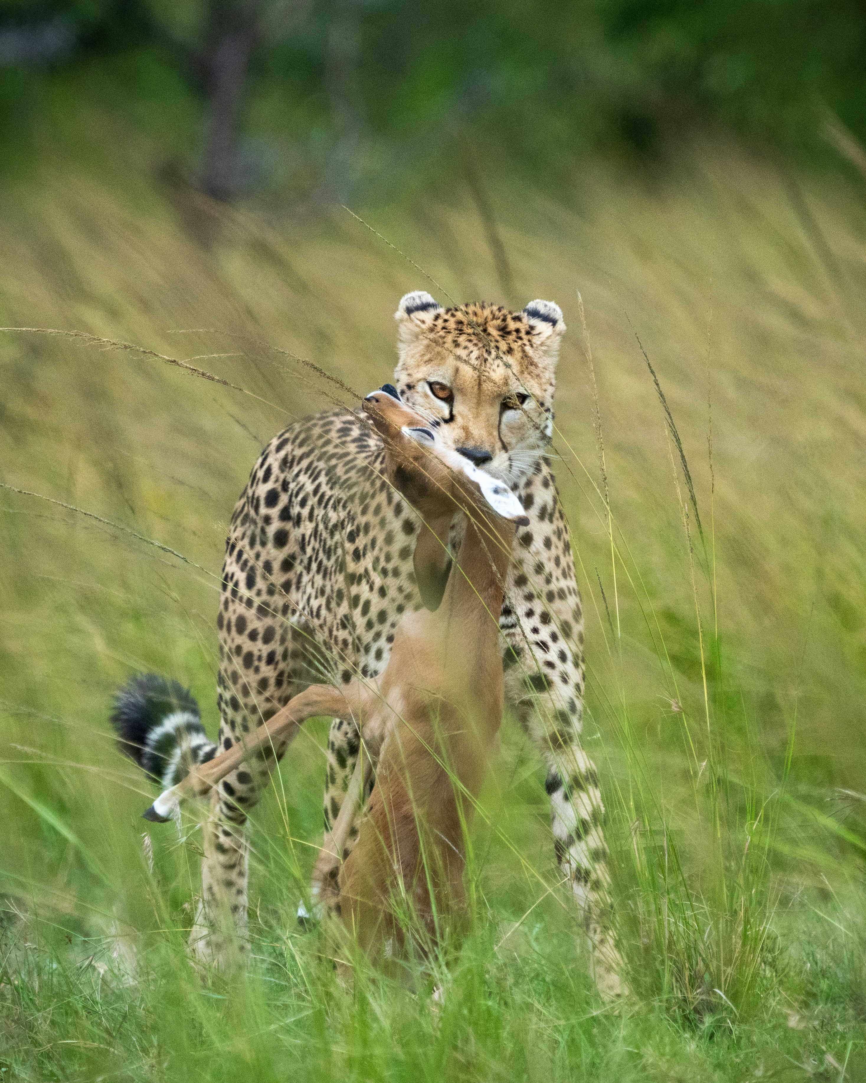 Cheetah gripping its prey in a grassy landscape, showcasing the raw essence of the predator-prey dynamic.