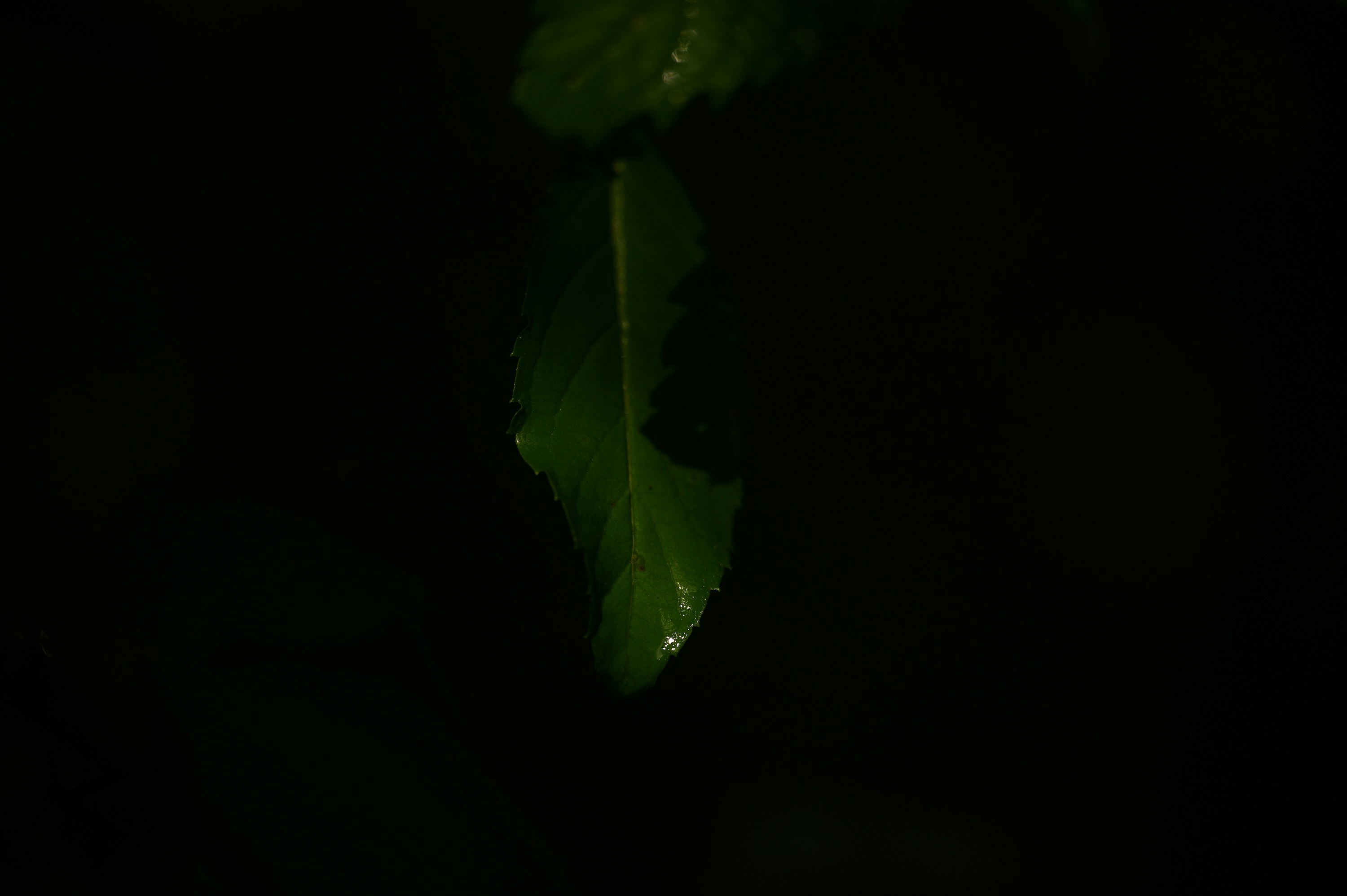 green leaf with black background