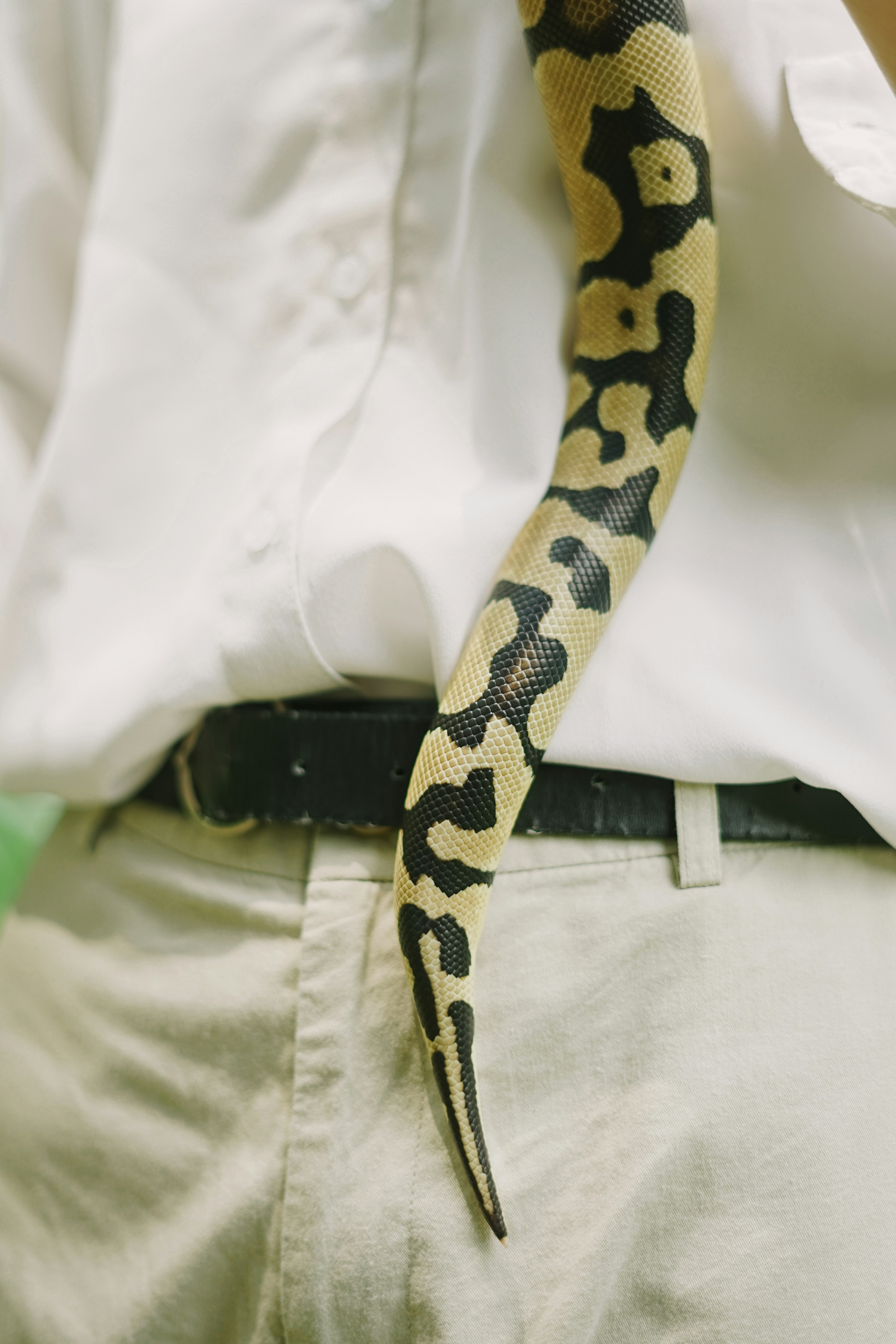 Camouflage Coil Draped Across a Casual Belt