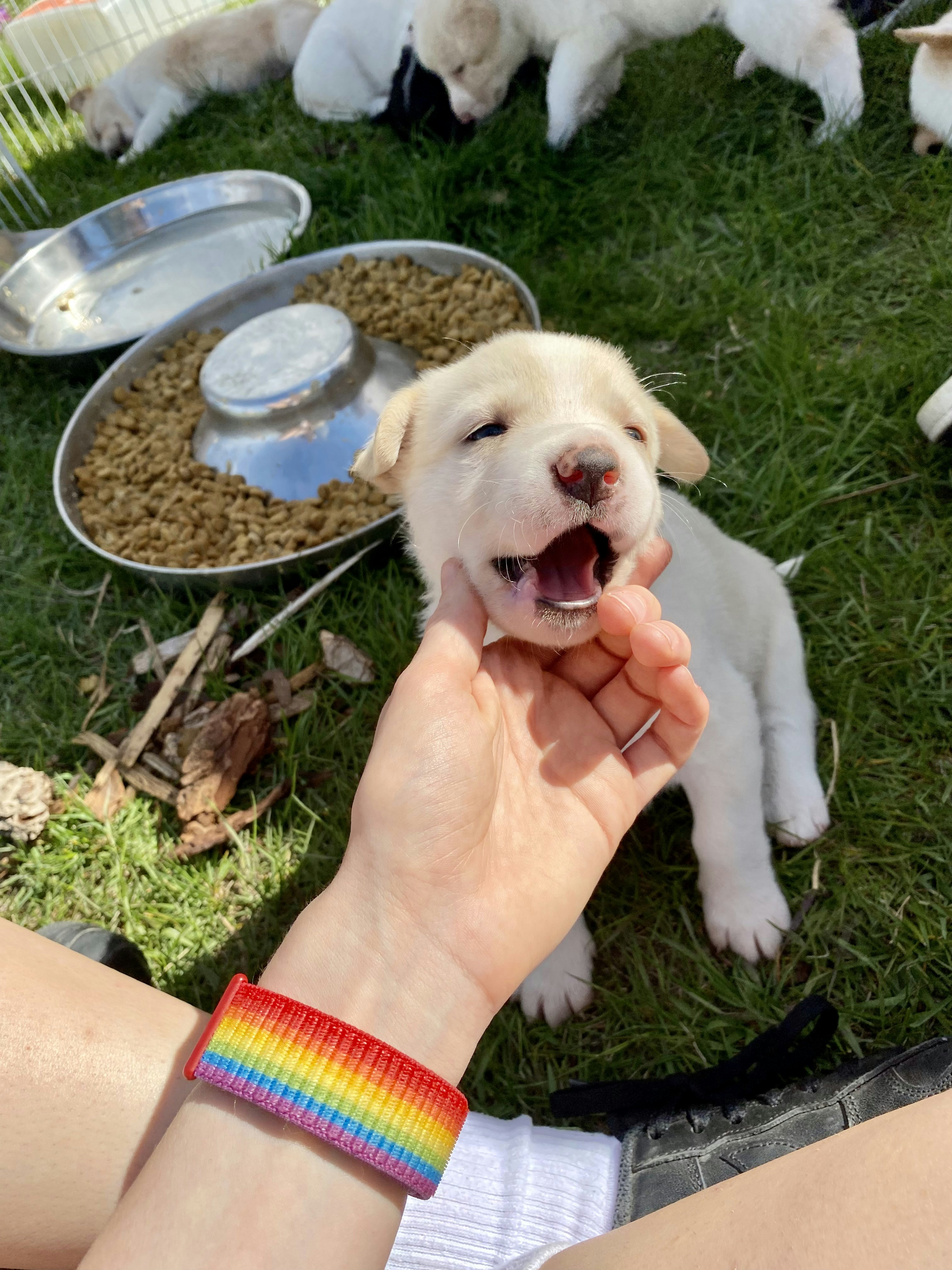 A playful puppy is being gently held by a hand, showcasing its joyful expression. Surrounding puppies and a food bowl add to the lively atmosphere.
