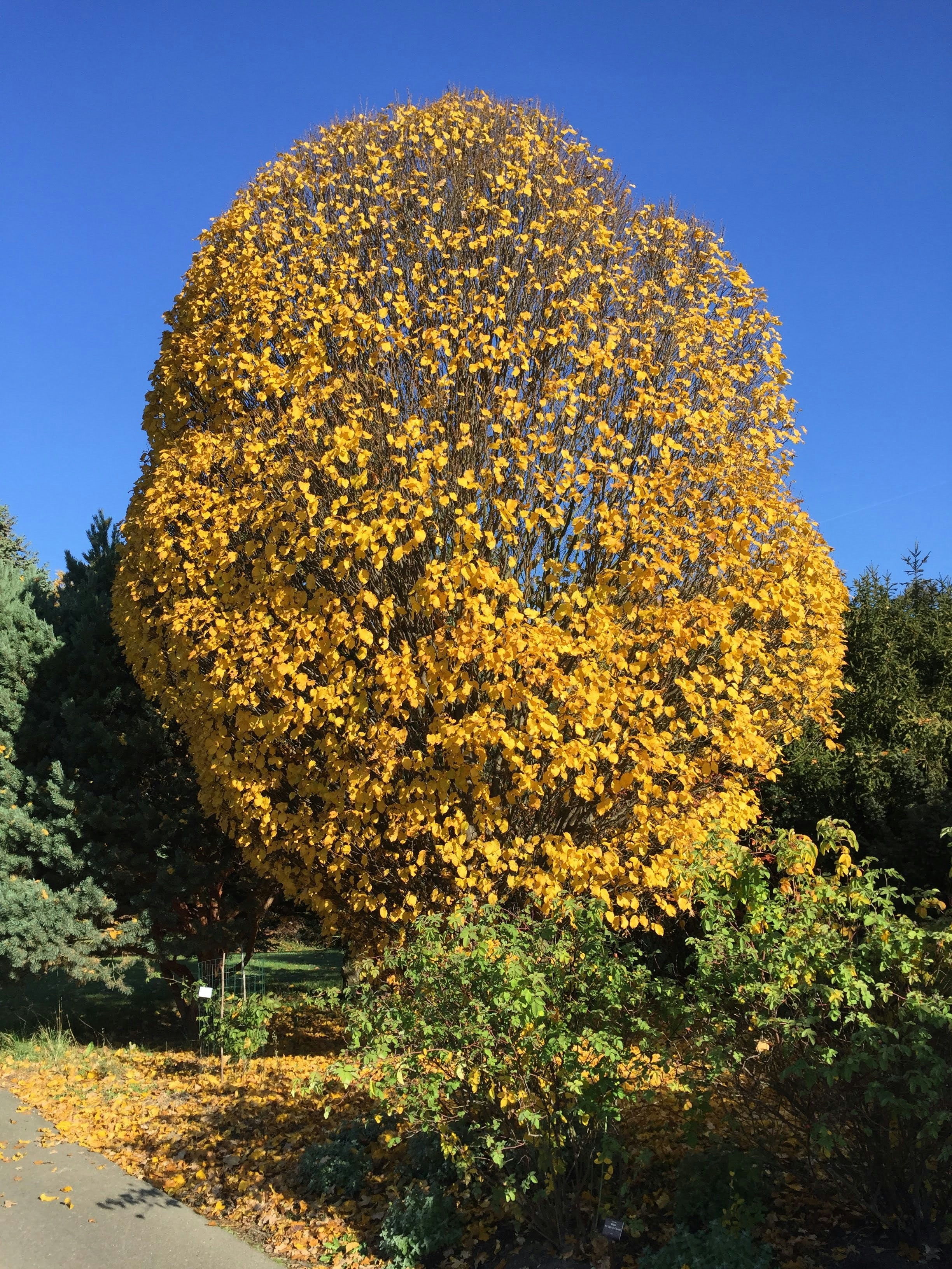 Yellow and green tree under blue sky during daytime photo – Free Tree ...