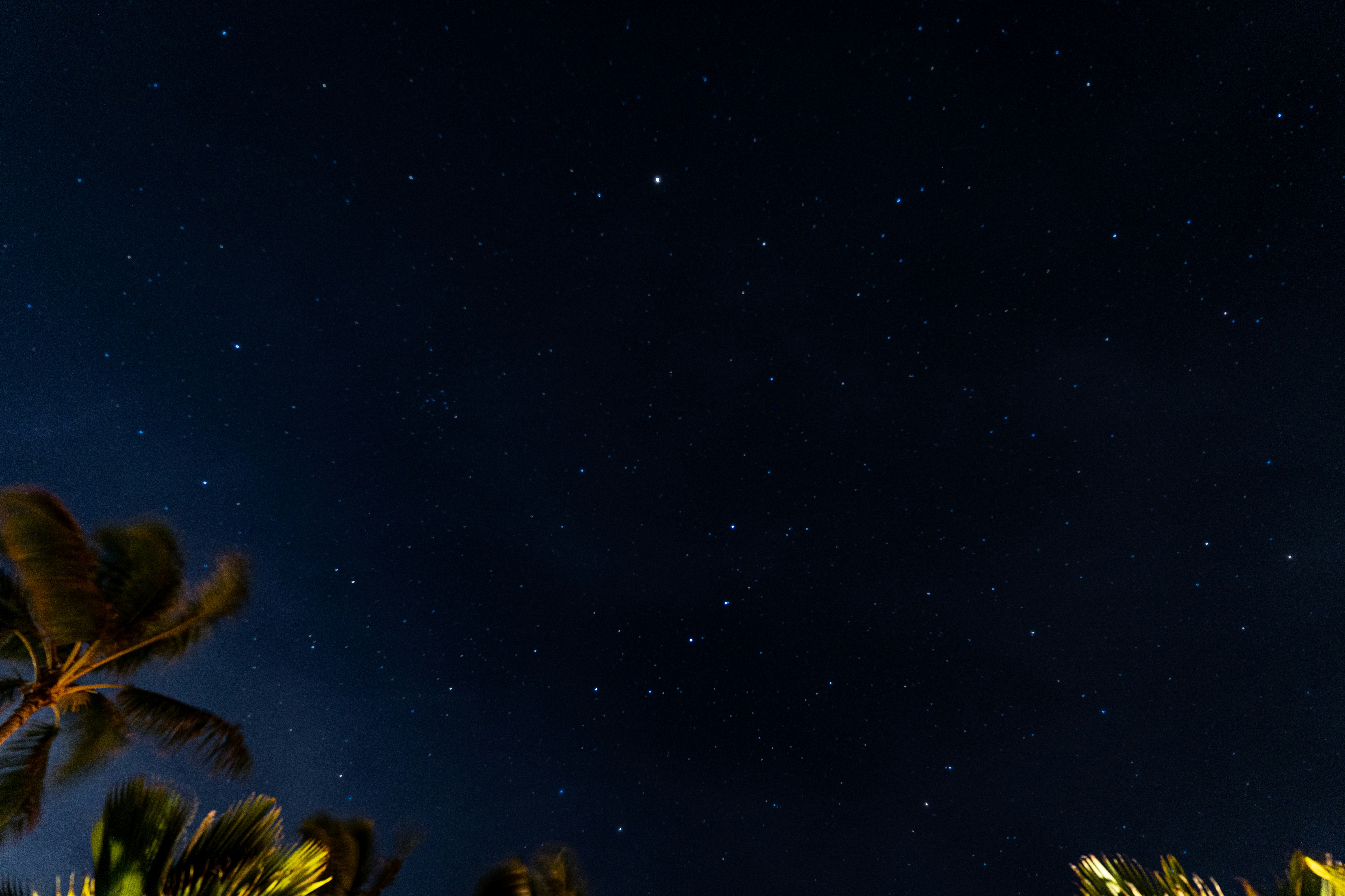 Starry night sky illuminated by countless stars, with silhouettes of palm trees framing the bottom. 