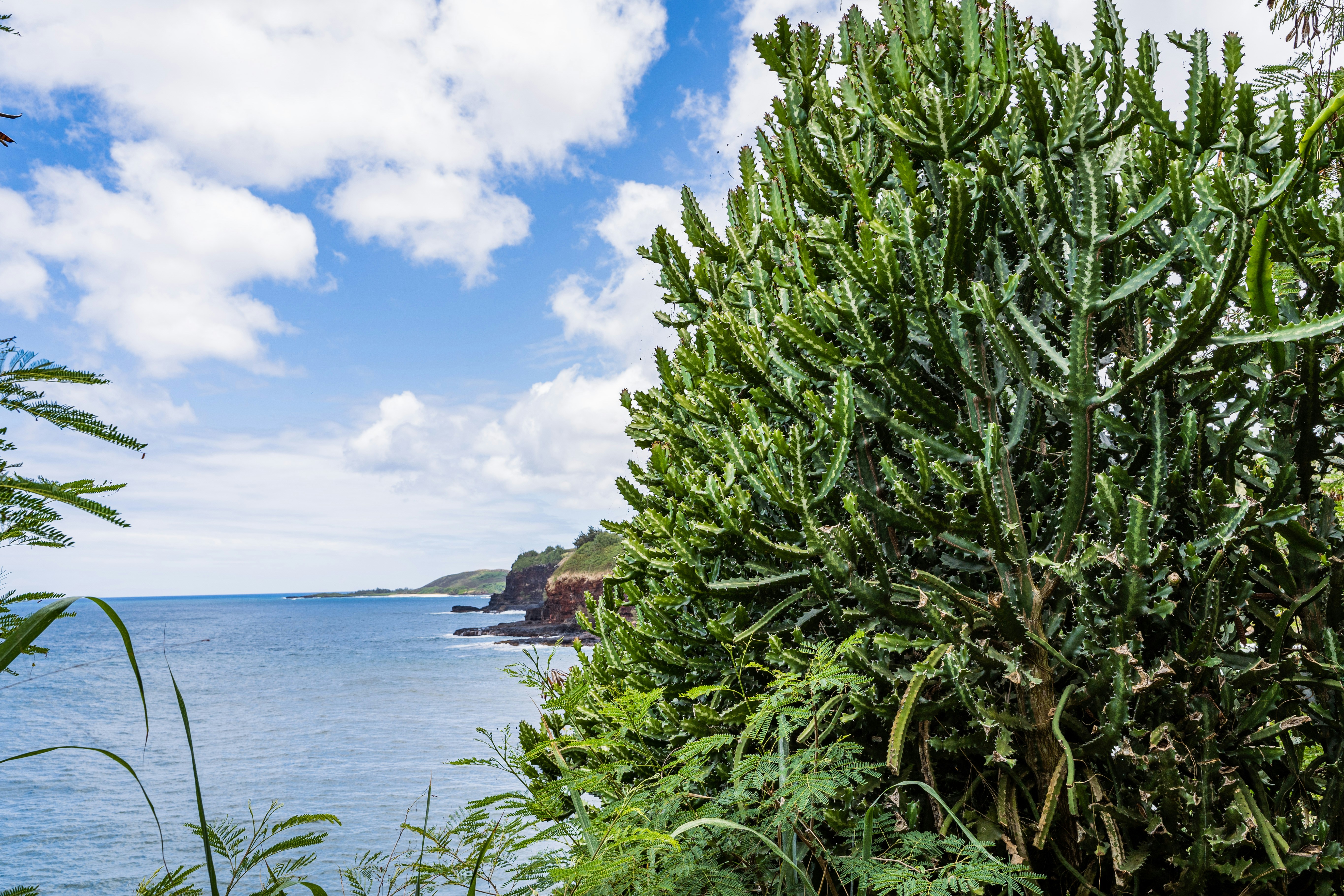 Coastal Foliage Framing a Seaward Horizon