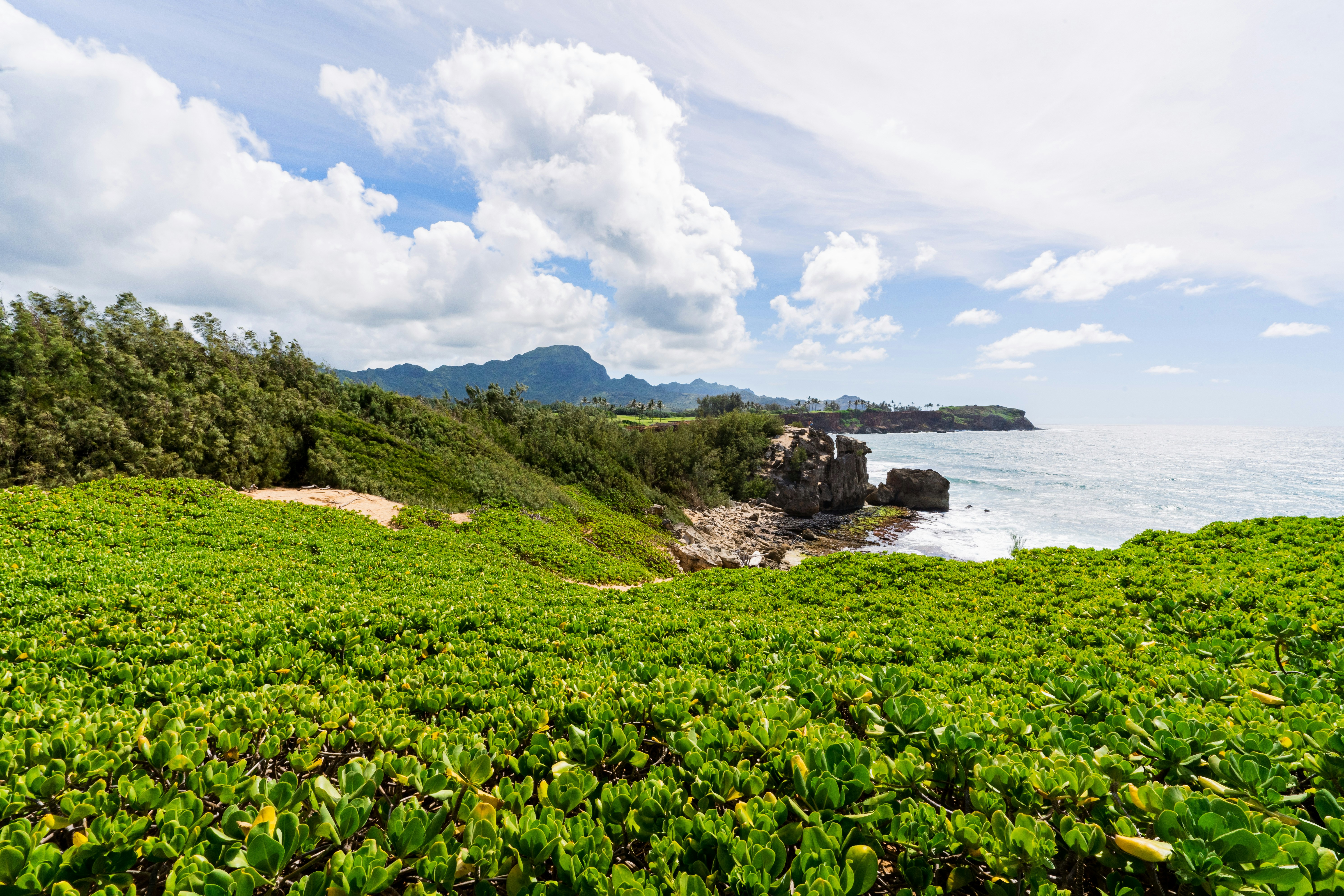 Emerald Coastal Carpet Framing a Rugged Seashore Under Puffy Clouds