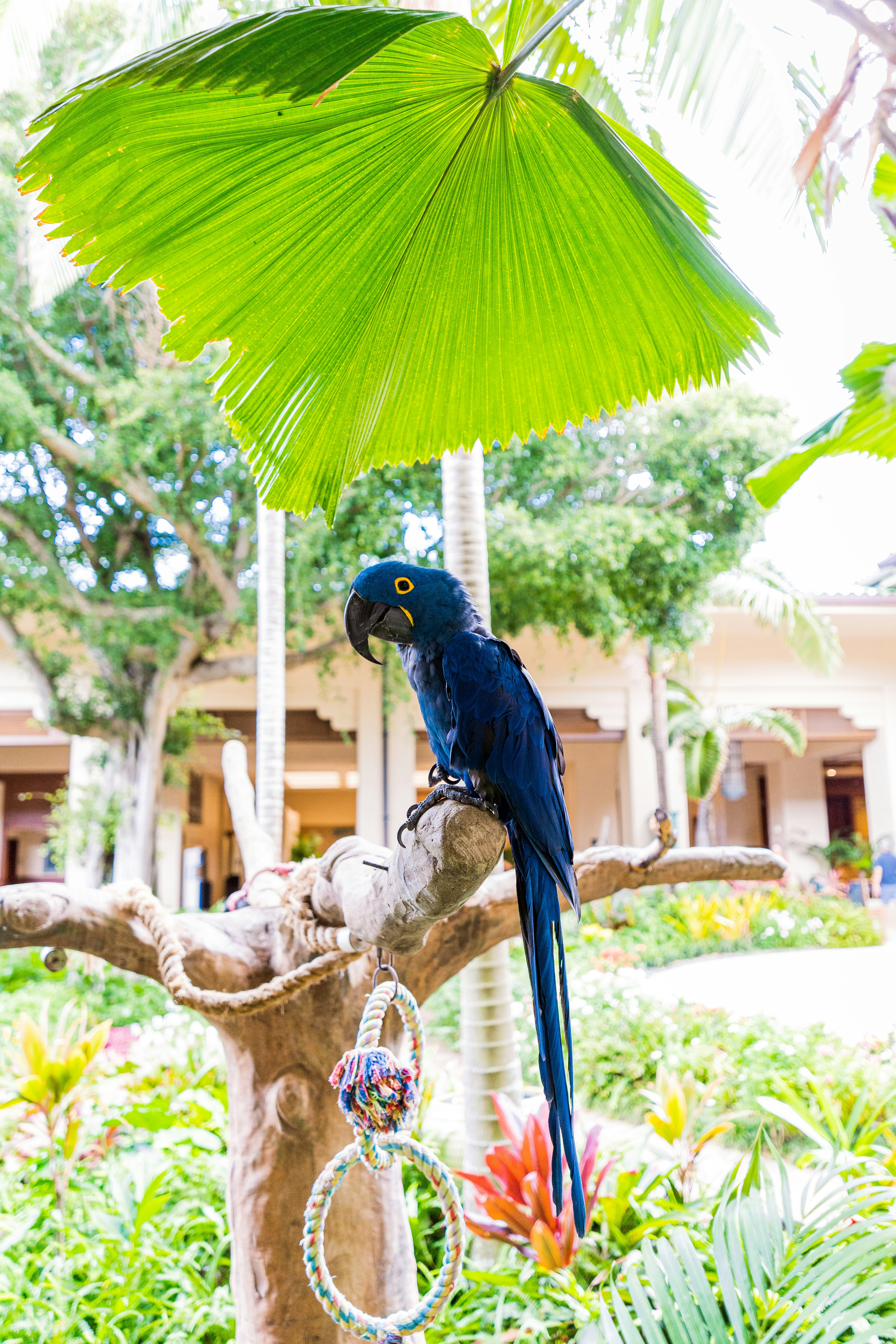 Azure Majesty Beneath a Palm: A Blue Macaw on a Treetop Perch