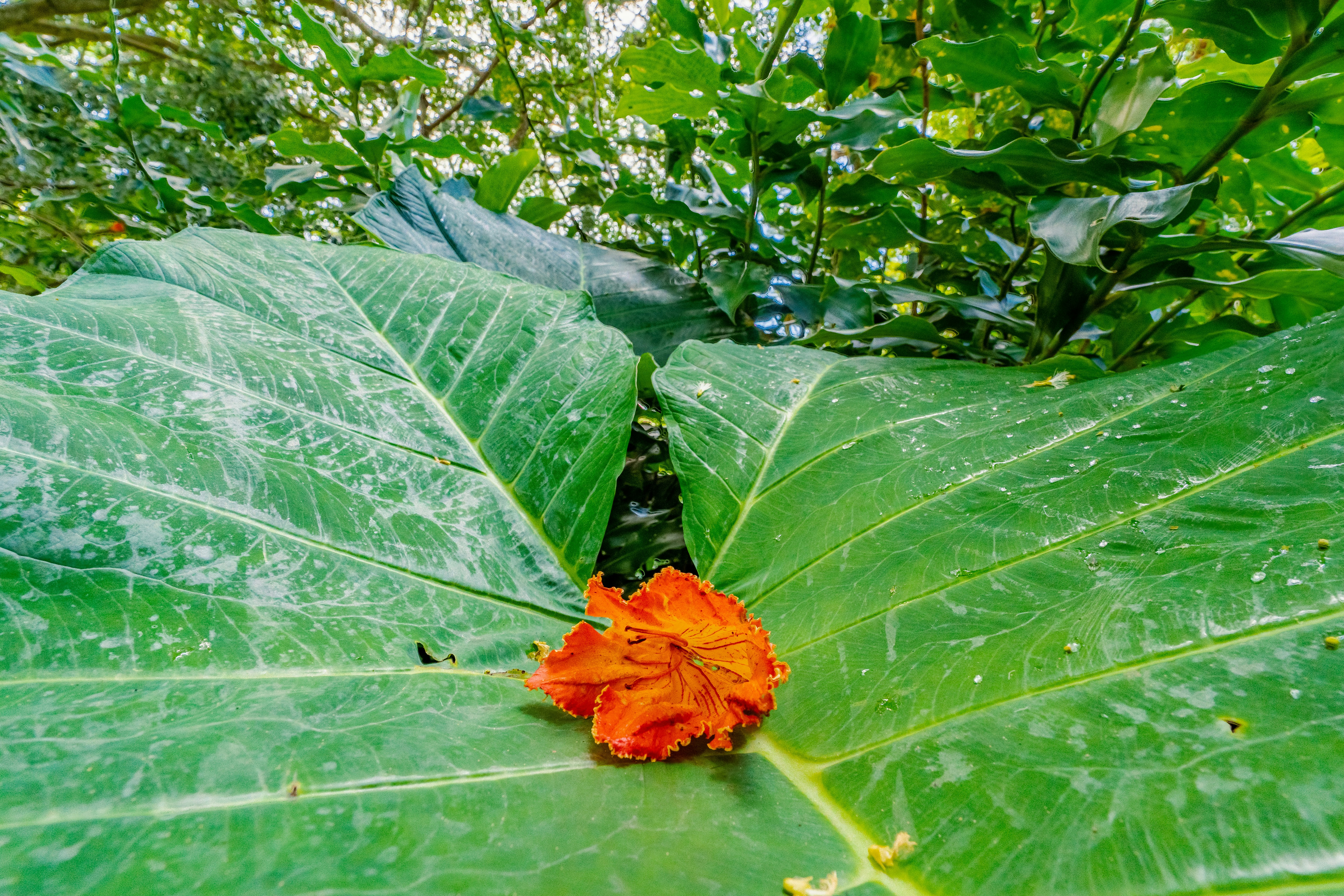 Vibrant orange flower resting on large green leaves, surrounded by lush foliage in a tropical setting.
