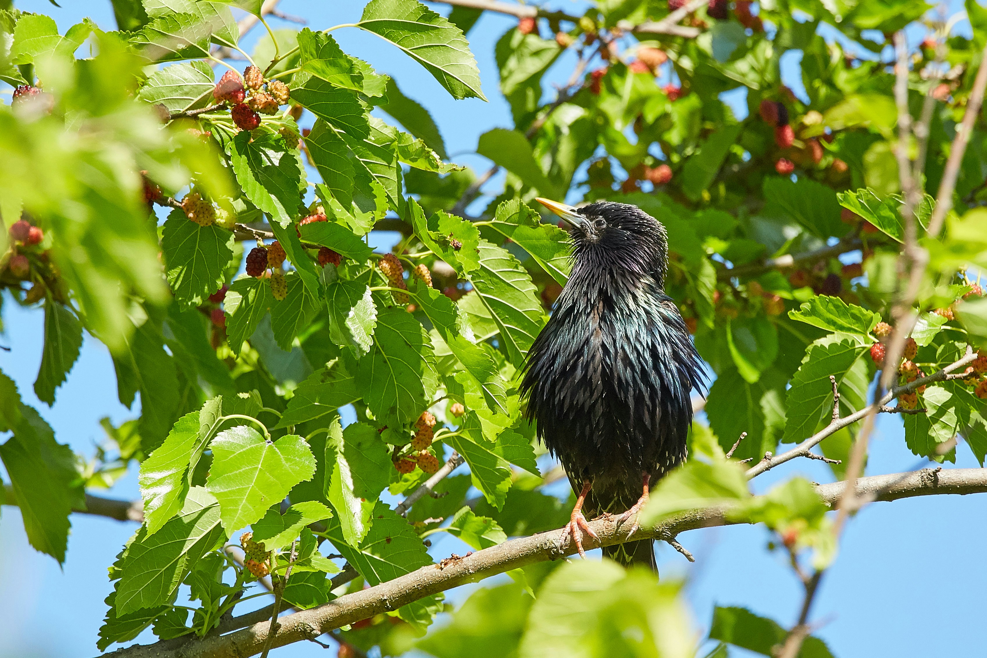A starling perched on a branch, surrounded by vibrant green leaves and ripe berries, singing in the sunlight.