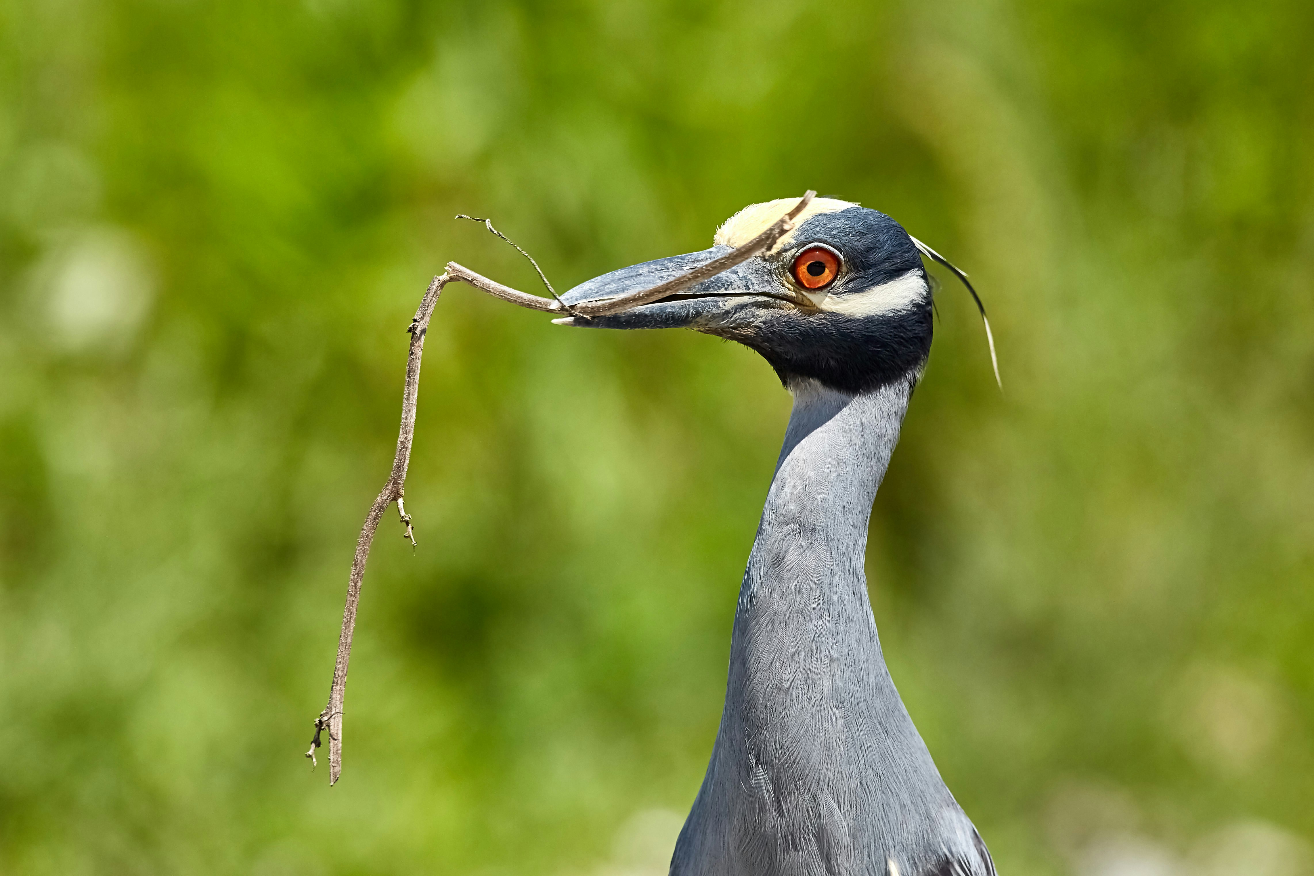 In New Jersey there is a really great spot for wading birds, such as this yellow-crowned night heron. Walking on the sidewalk, this one started walking towards me with a new stick for the nest!