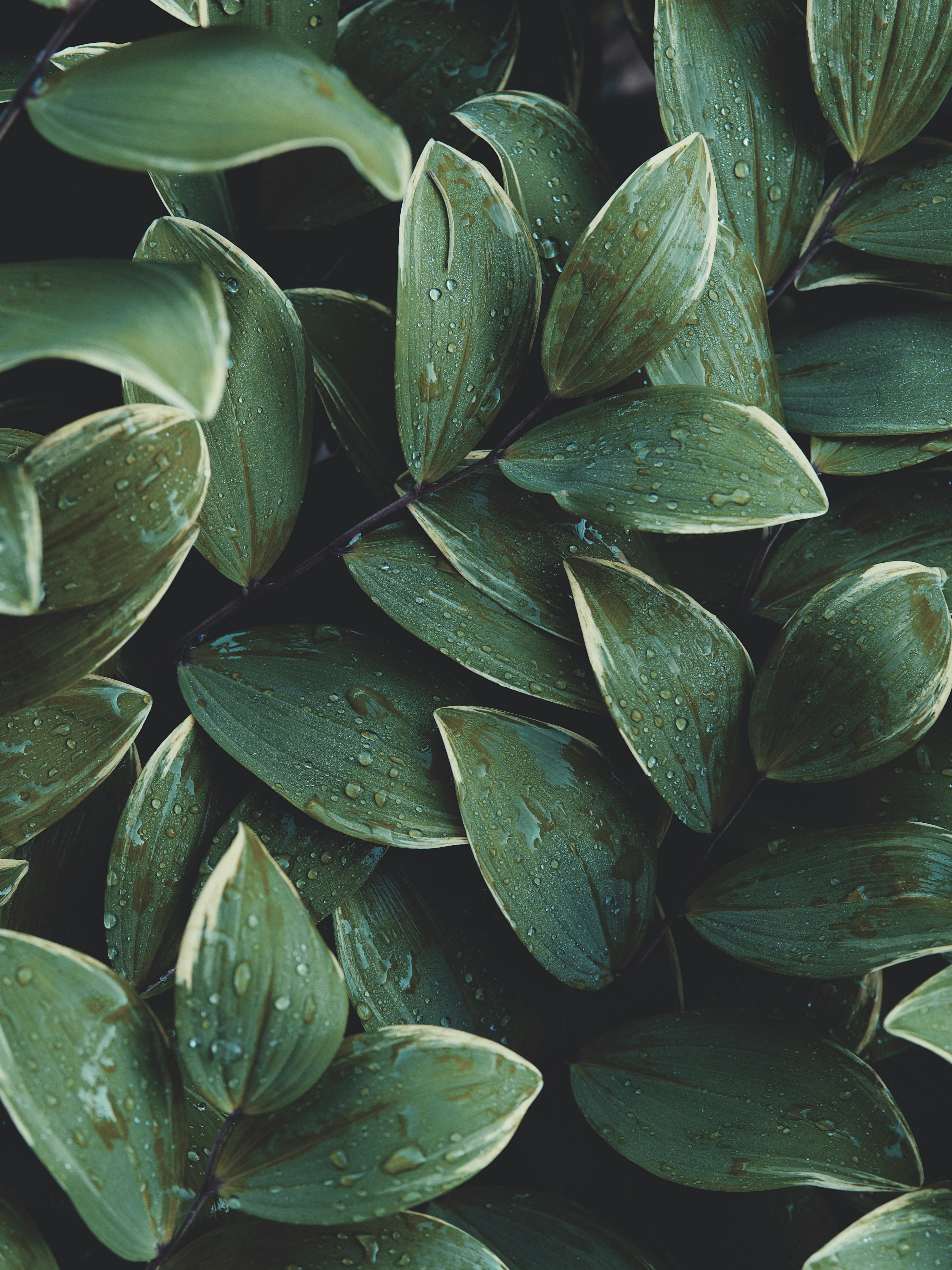 Close-up of lush green leaves adorned with droplets of water, creating a rich, textured pattern. The scene captures the essence of a thriving natural environment.