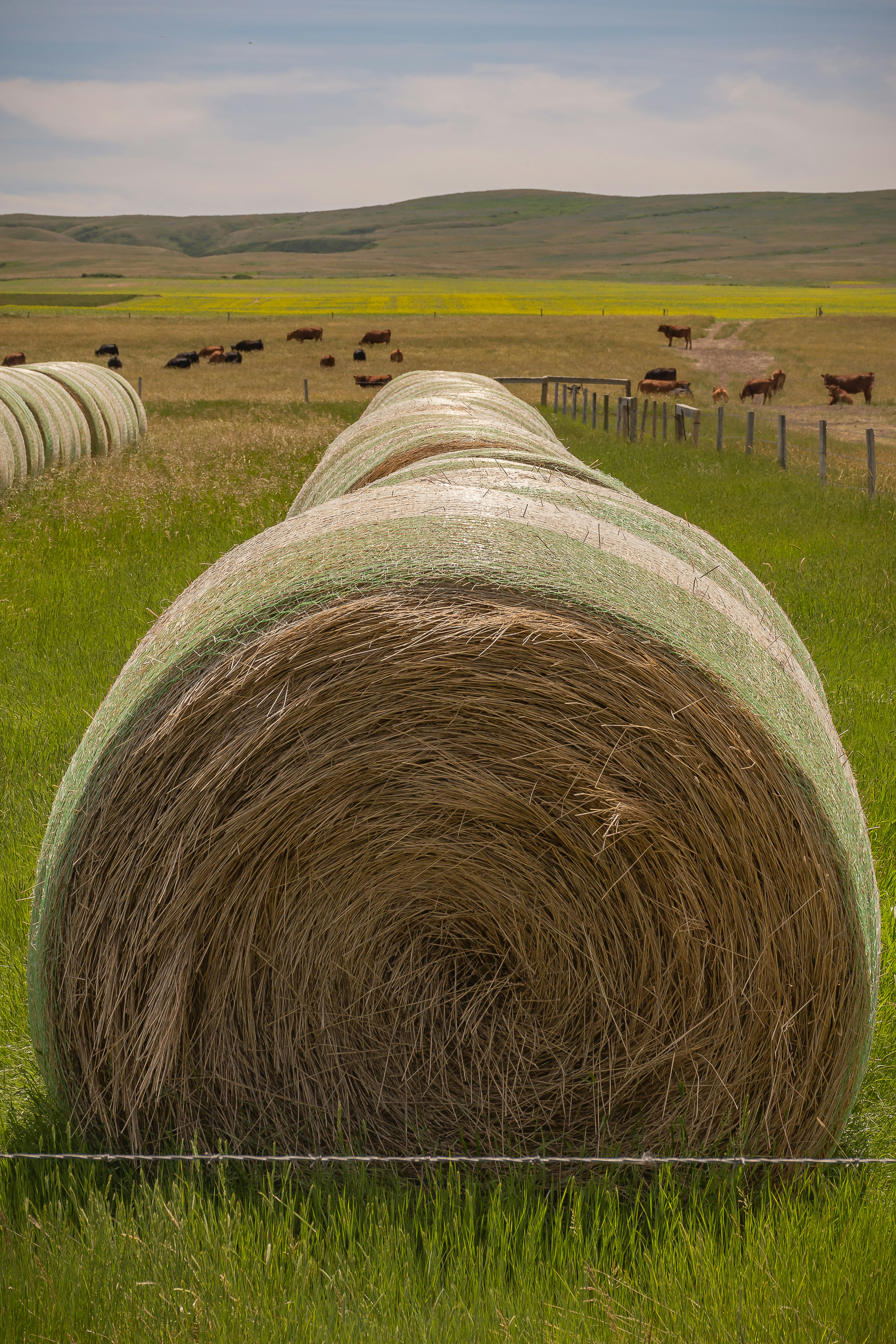 Hay bales lined up in a lush green field with grazing cows in the background under a clear sky.