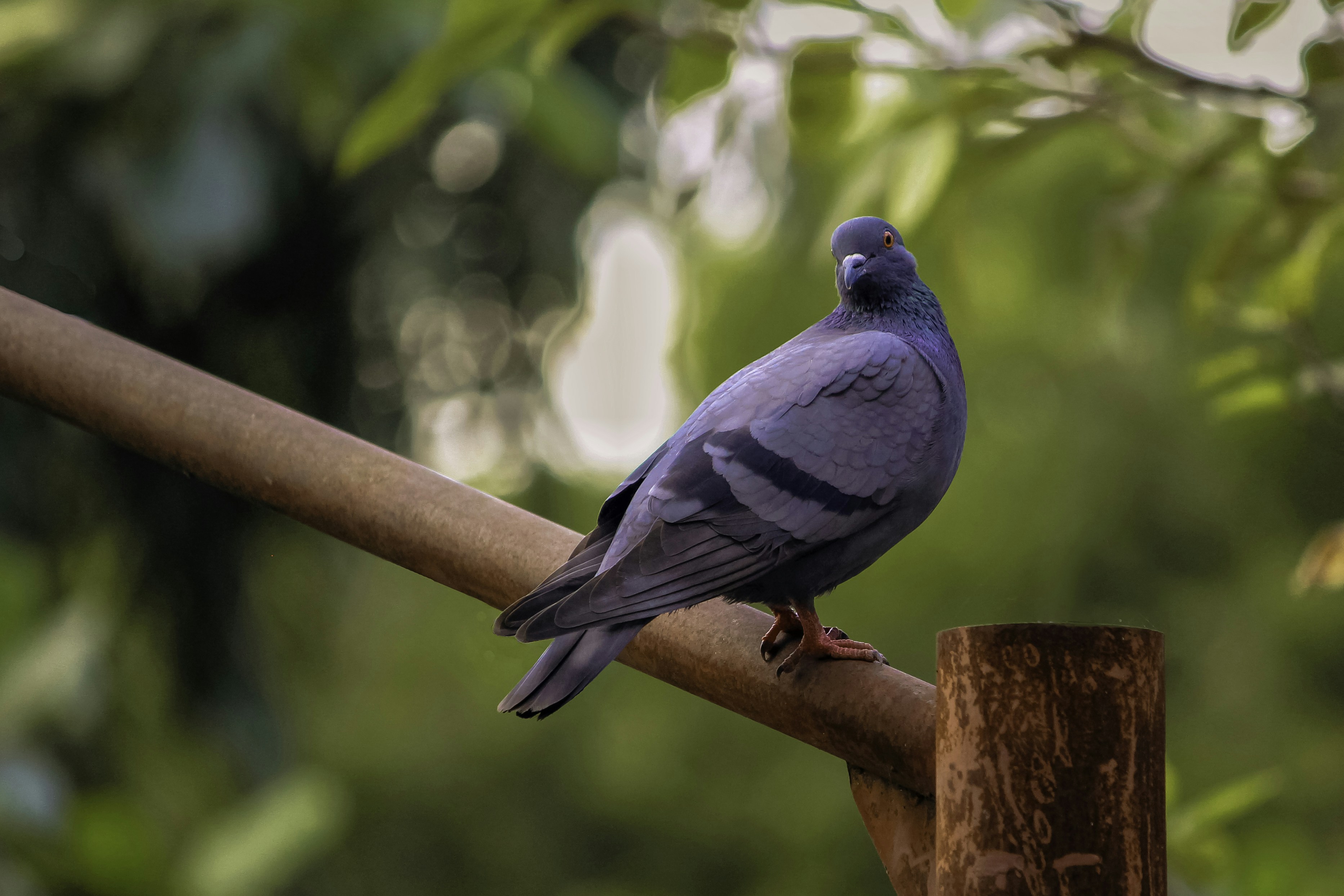 Pájaro gris y negro en palo de madera marrón durante el día foto ...