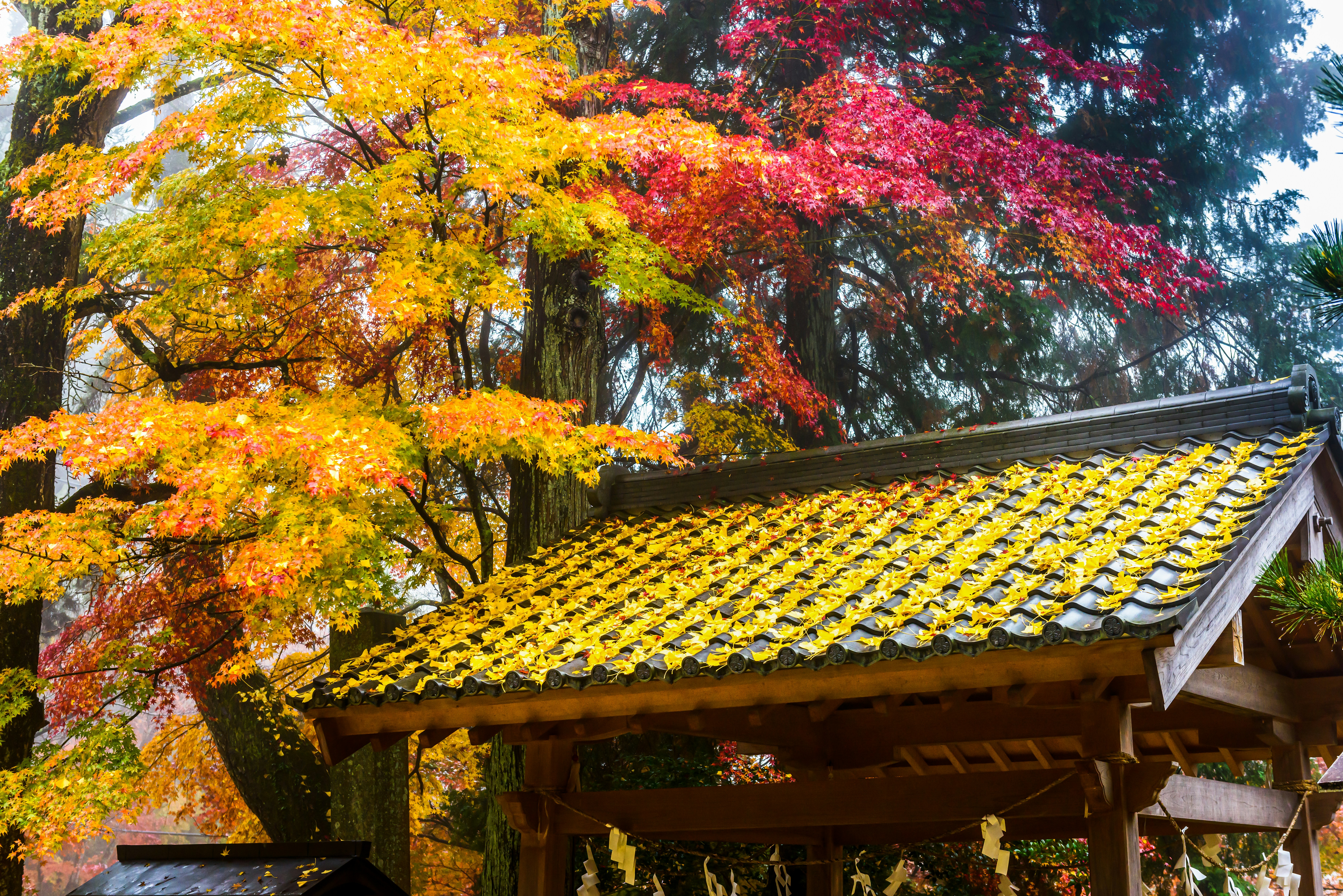 brown wooden gazebo surrounded by trees during daytime