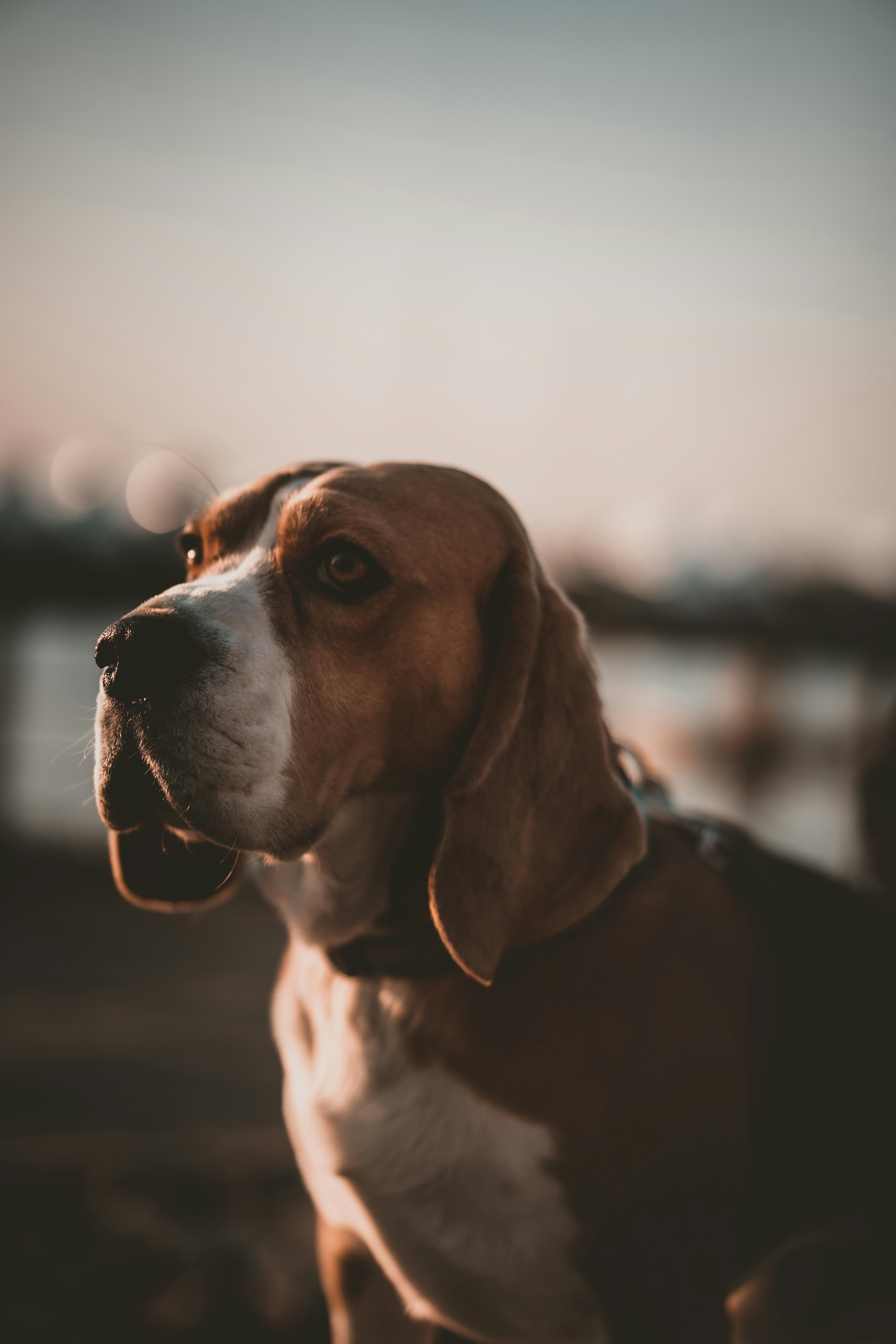 Amber Hour Beagle Portrait: A Quiet Gaze Through Sunset Bokeh