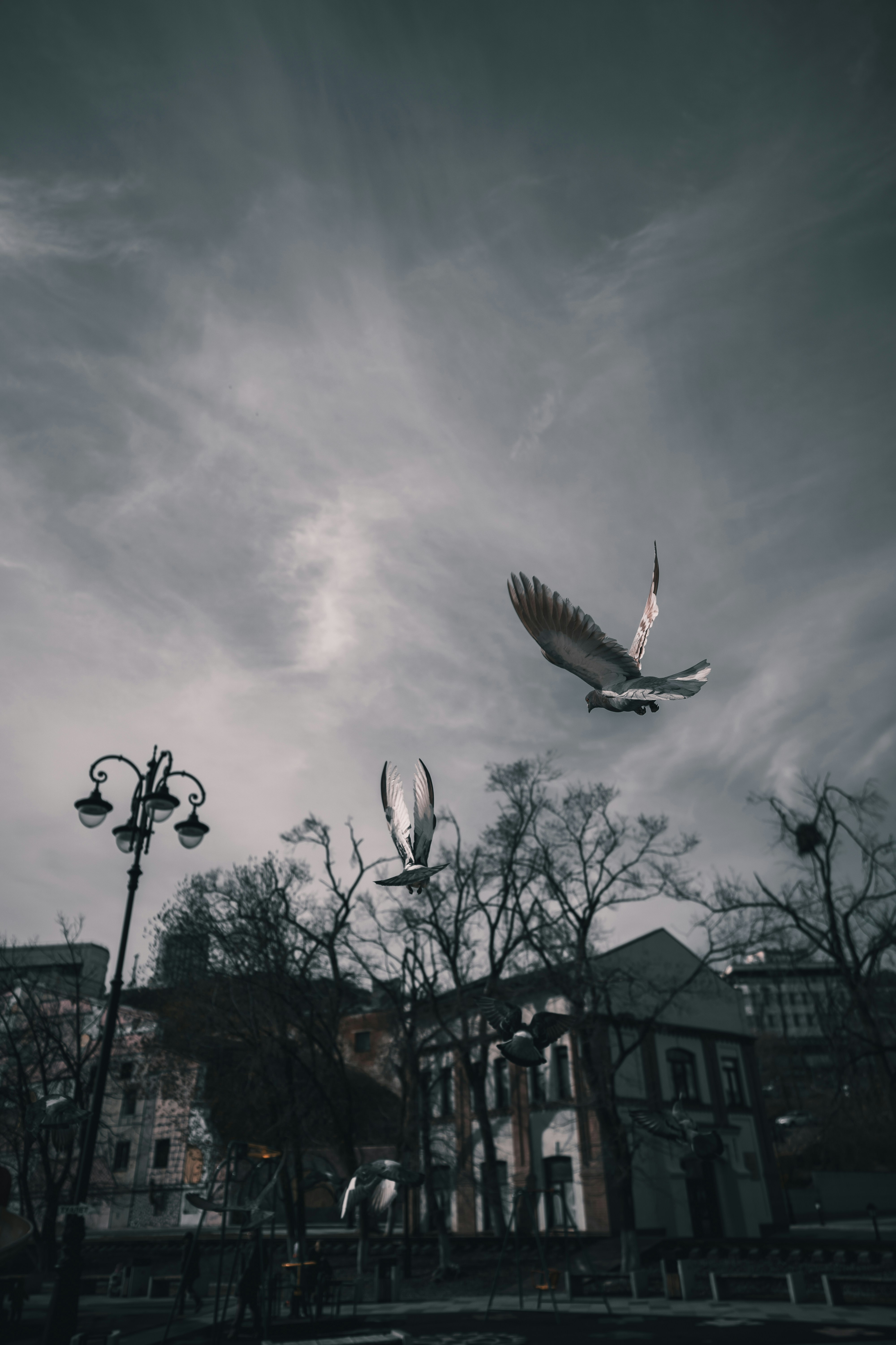 Doves take flight against a dramatic sky, framed by bare trees and urban architecture. The scene captures a moment of freedom amid the city's stillness.