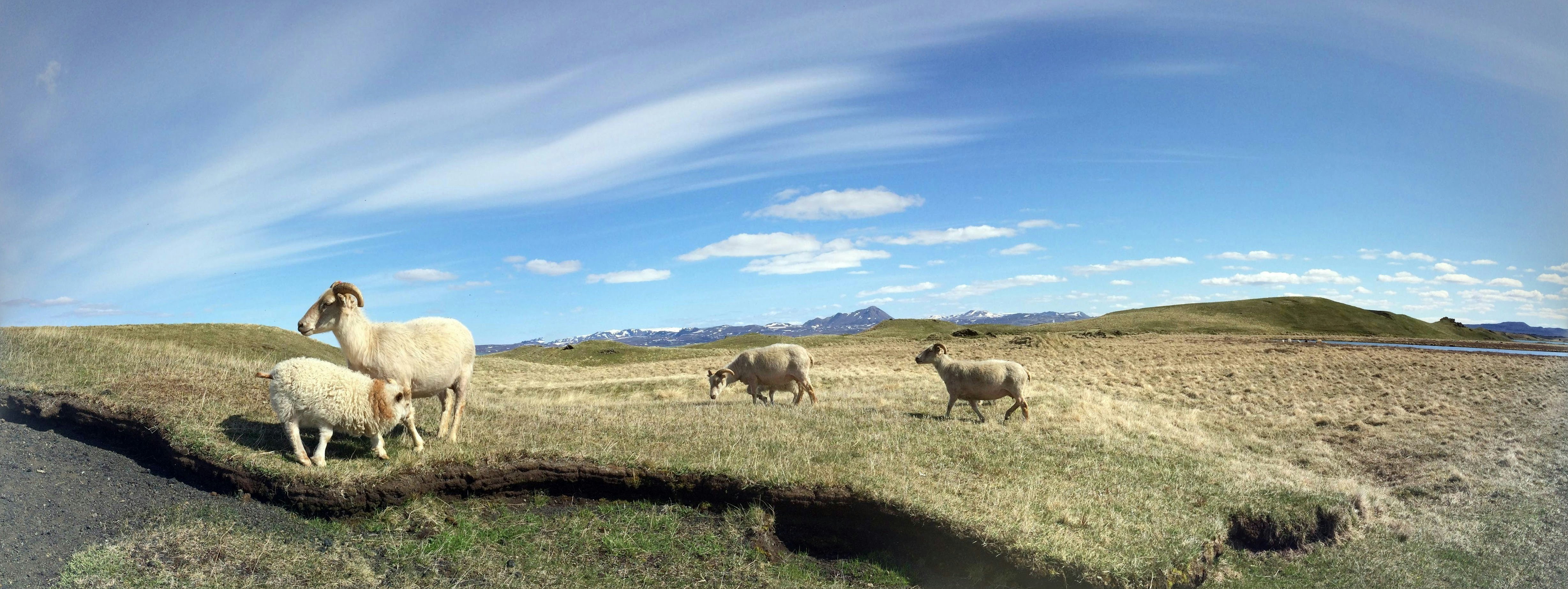 herd of sheep on green grass field under blue sky during daytime