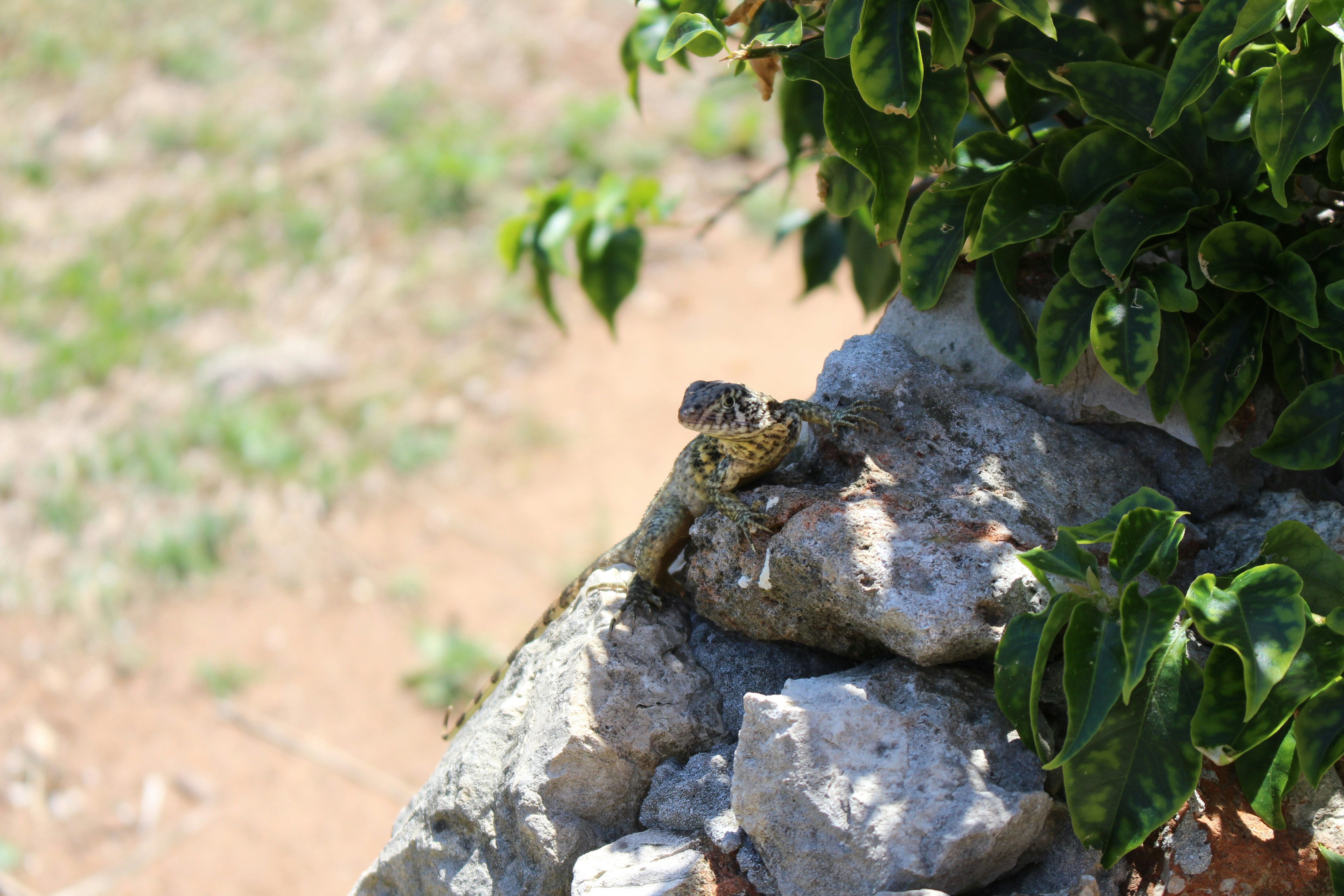 A lizard resting on a sunlit rock, partially obscured by lush green leaves. The scene captures the essence of nature's tranquility.