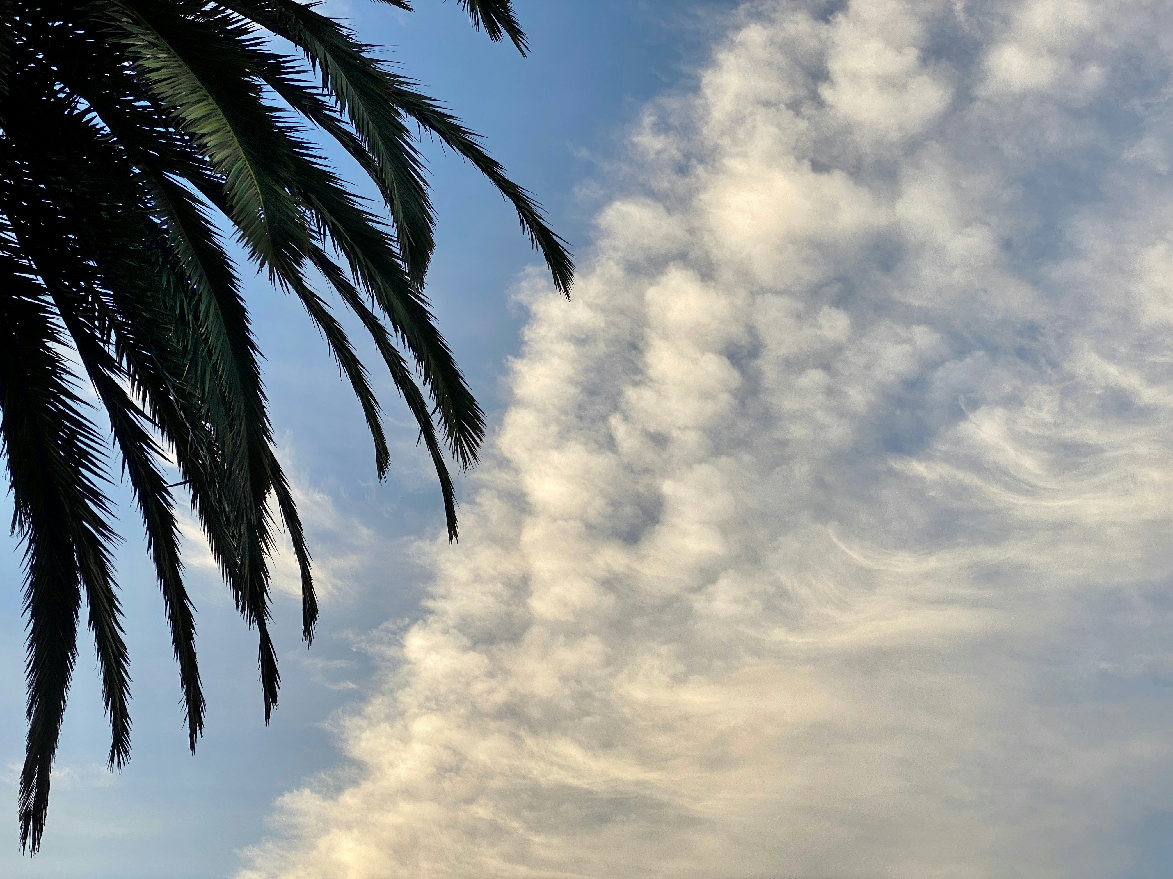 Palm Fronds Framing a Clear Sky