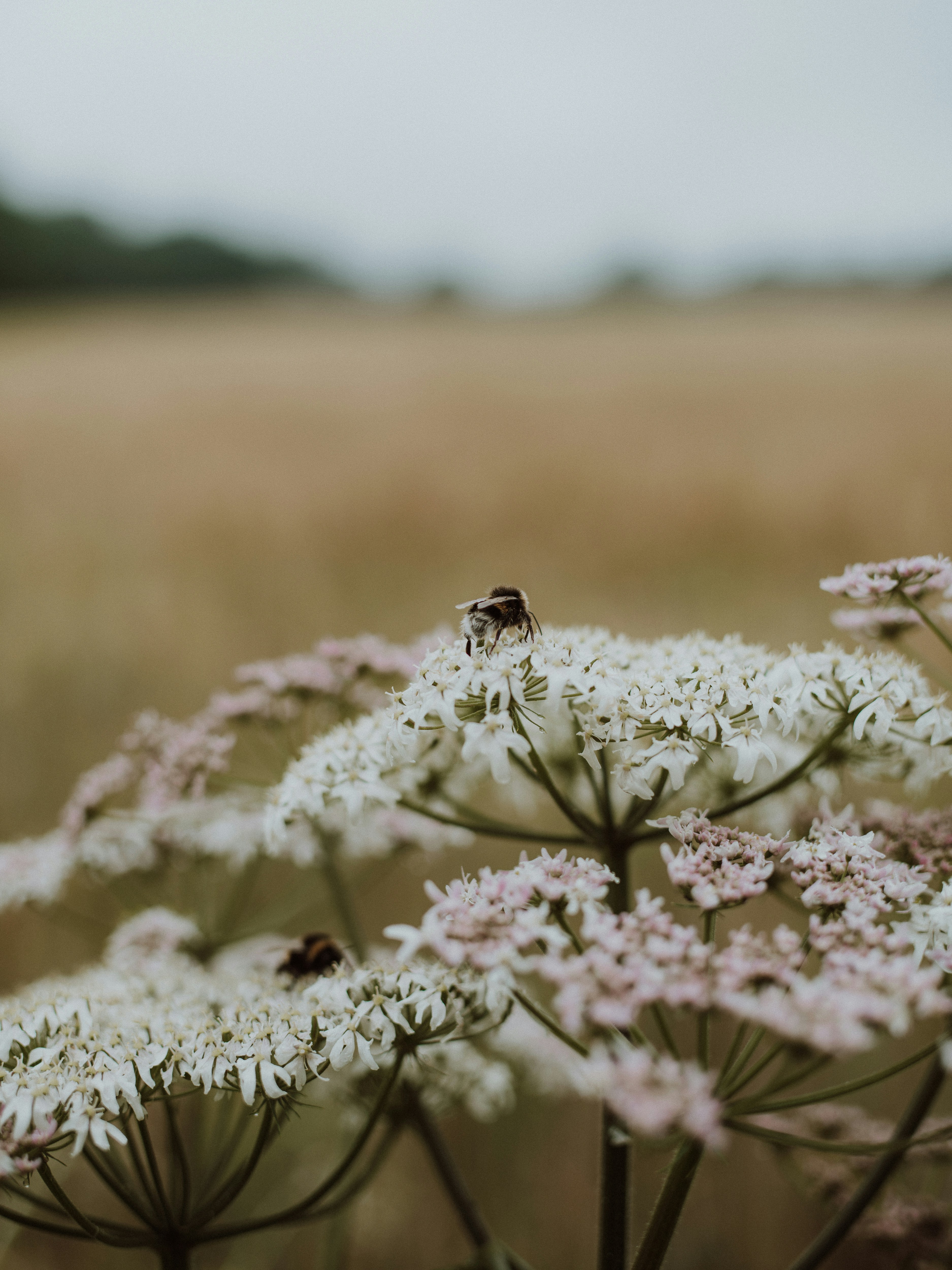 Bees on White Queen Anne’s Lace in a Quiet Field