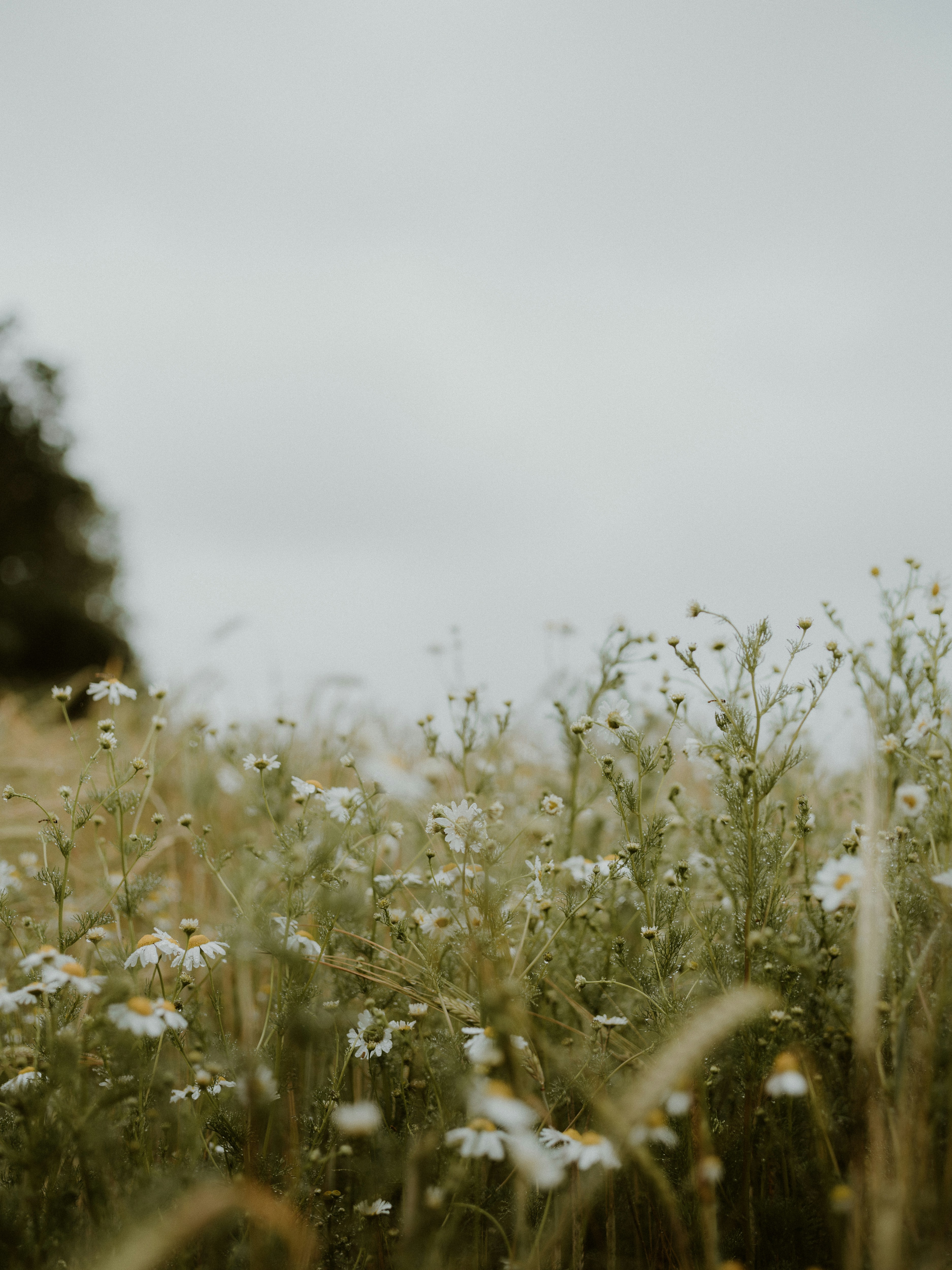 HD Flower Field Aesthetic Wallpapers Peakpx | atelier-yuwa.ciao.jp