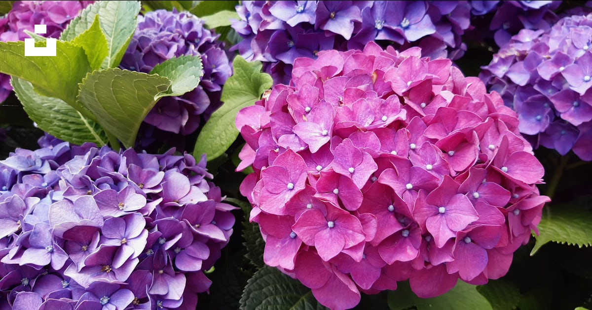 Foto Flores Rosadas Con Hojas Verdes Imagen Geranio Gratis En Unsplash