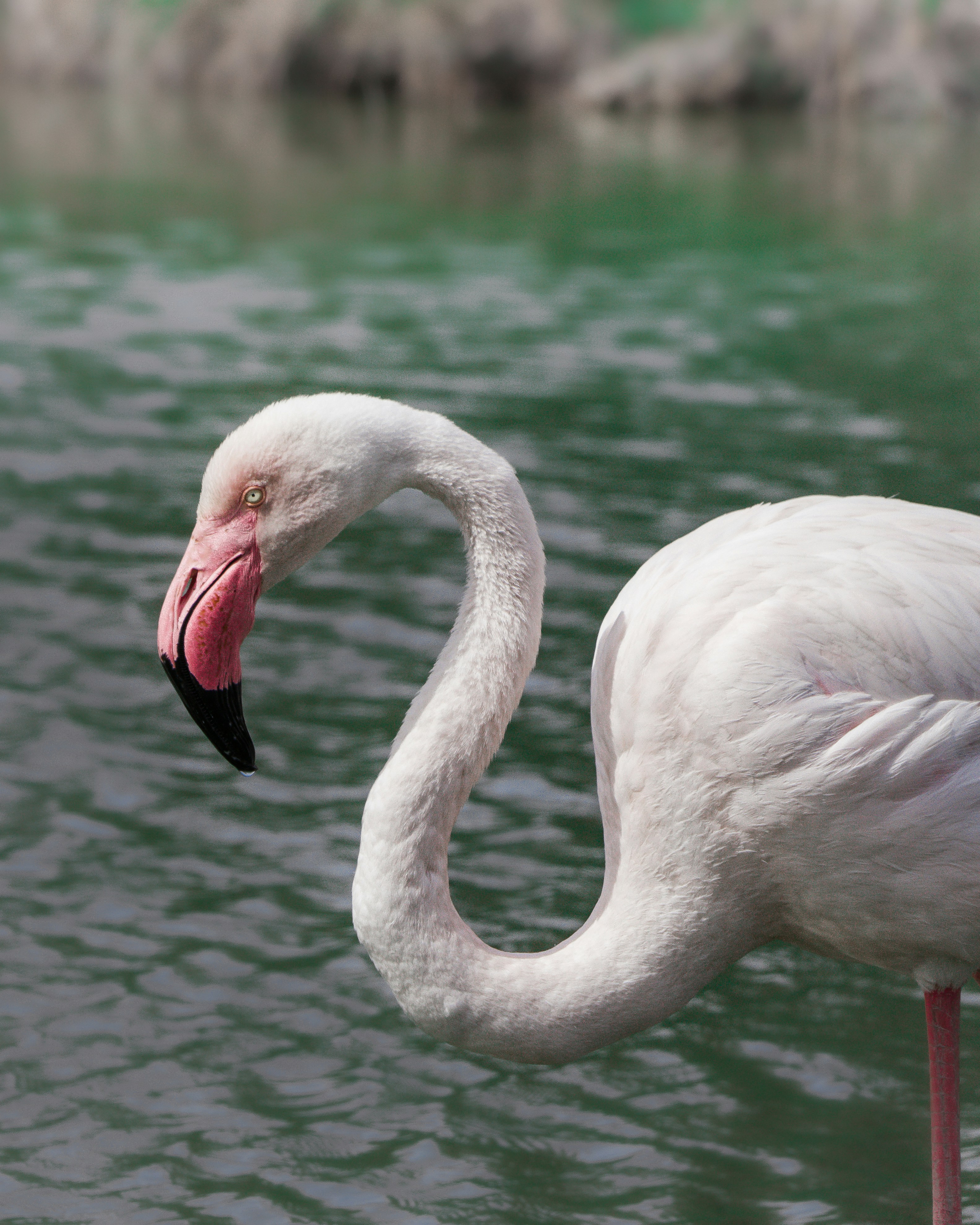 Flamingo curving its neck gracefully beside shimmering green water, showcasing its vibrant pink beak and feathers.