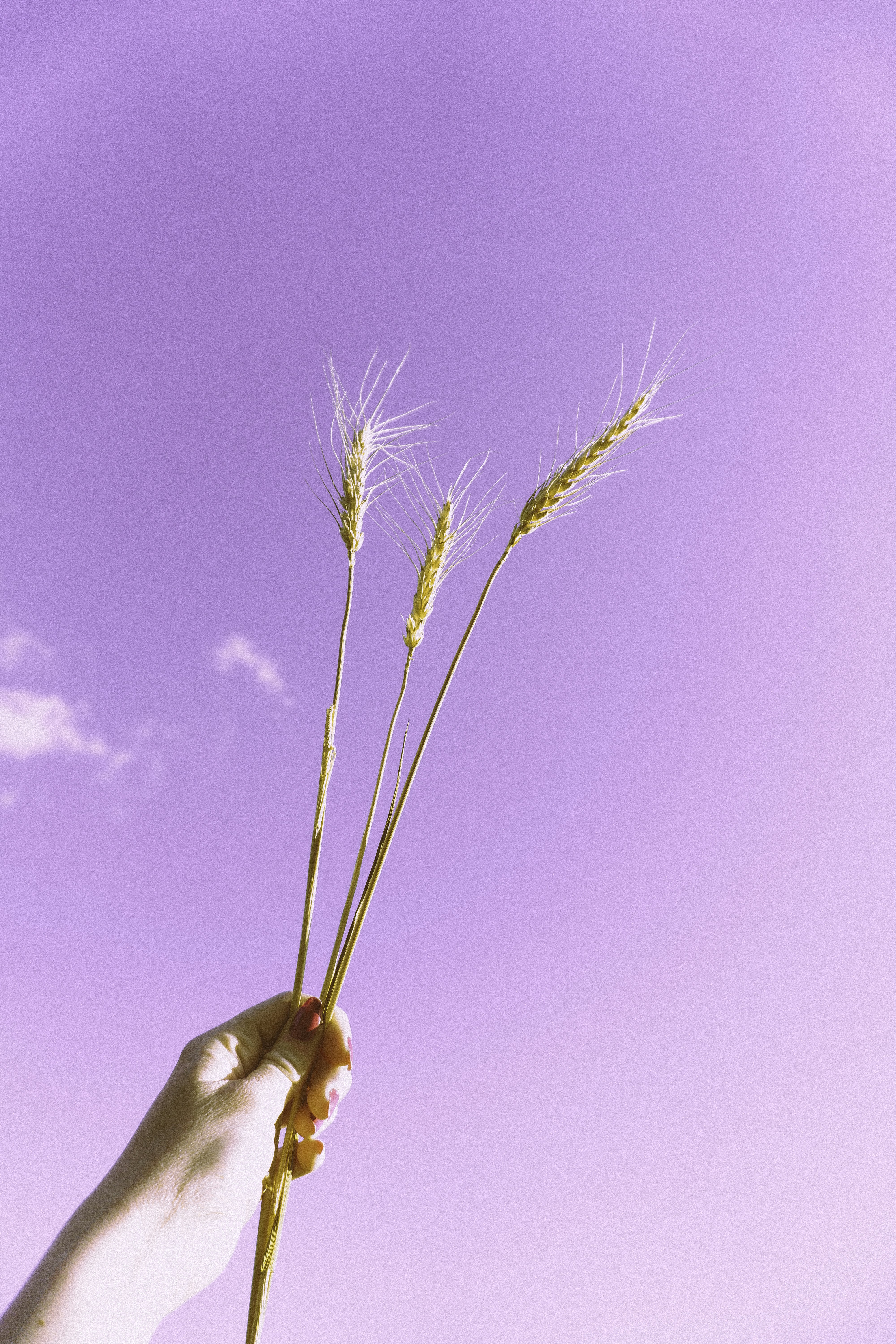 Hand holding three wheat stalks against a soft lavender sky with wispy clouds.
