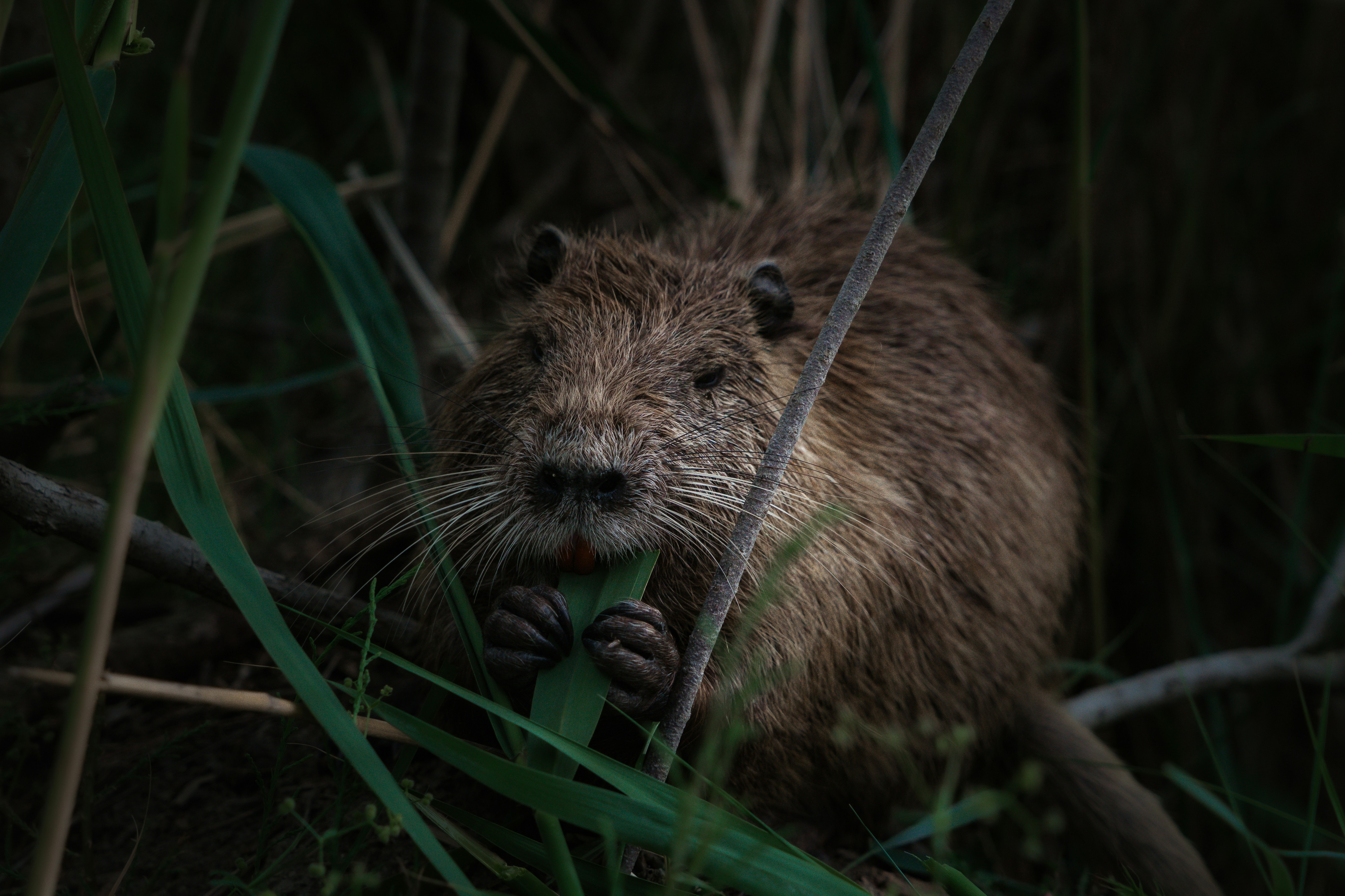 Whiskered Quietude: Nutria Nibbles a Leaf Amid Reeds at Dusk