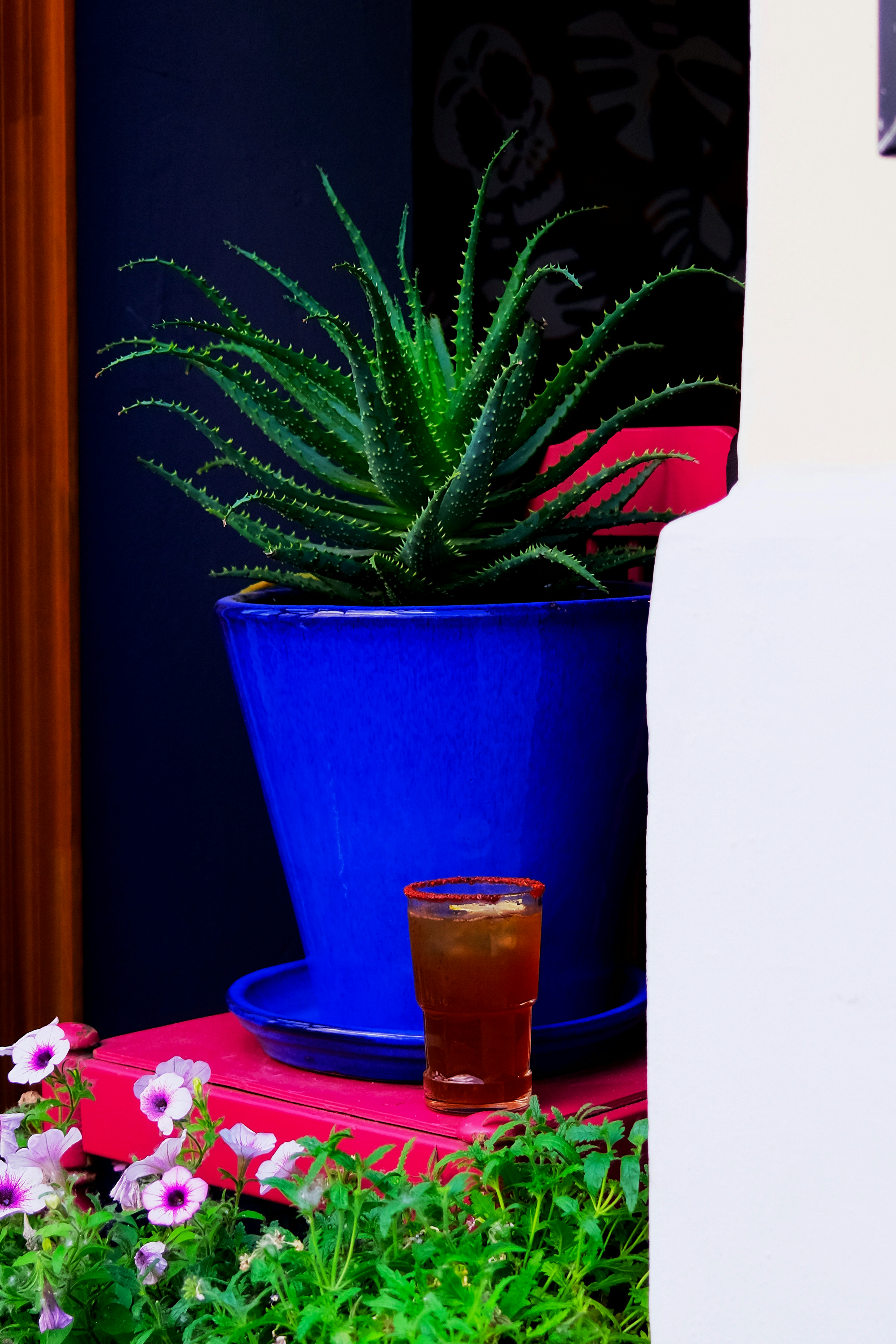 Aloe in a cobalt pot: a vibrant patio vignette