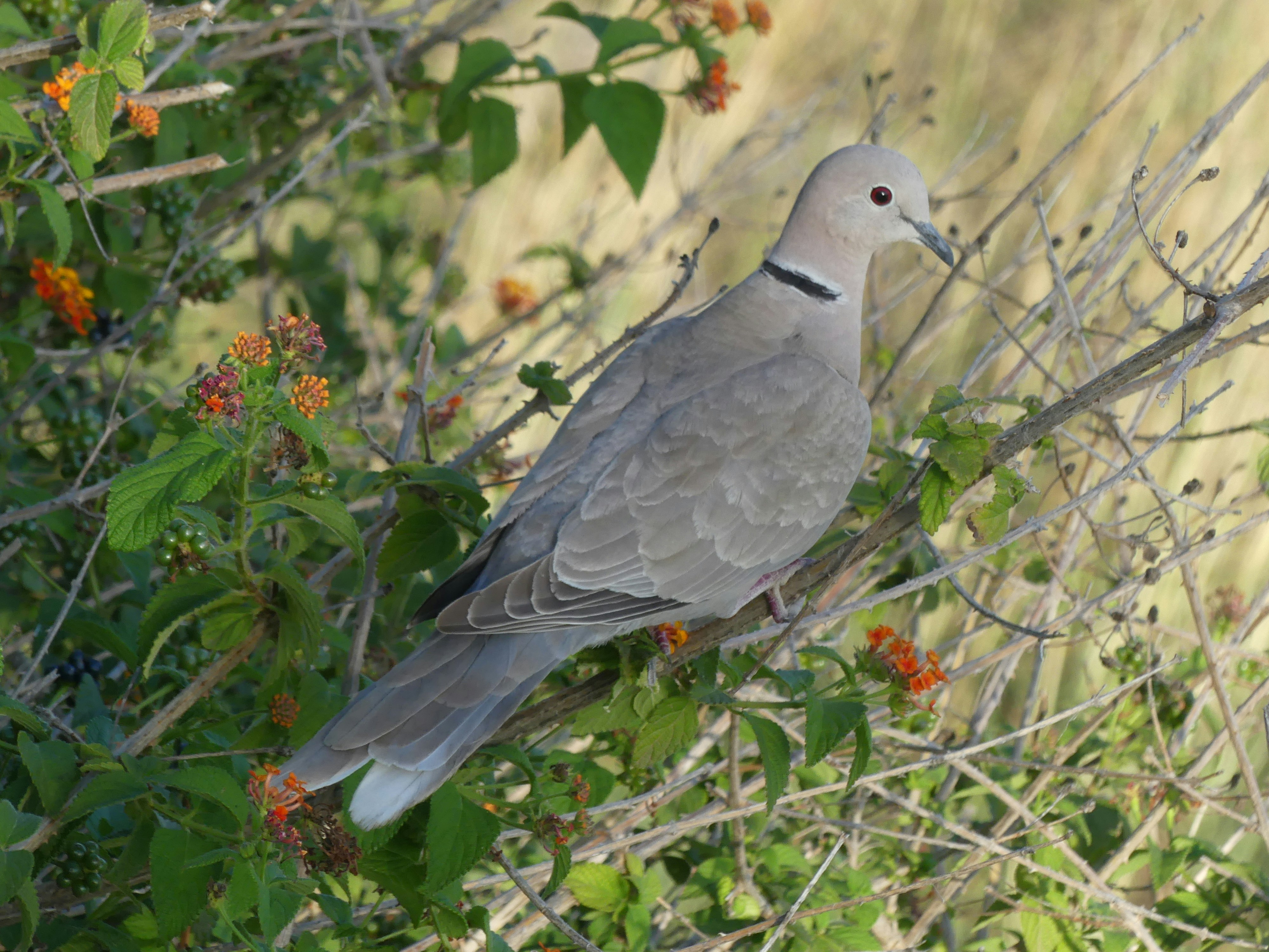 Collared Dove on a Leafy Branch Surrounded by Bright Berries