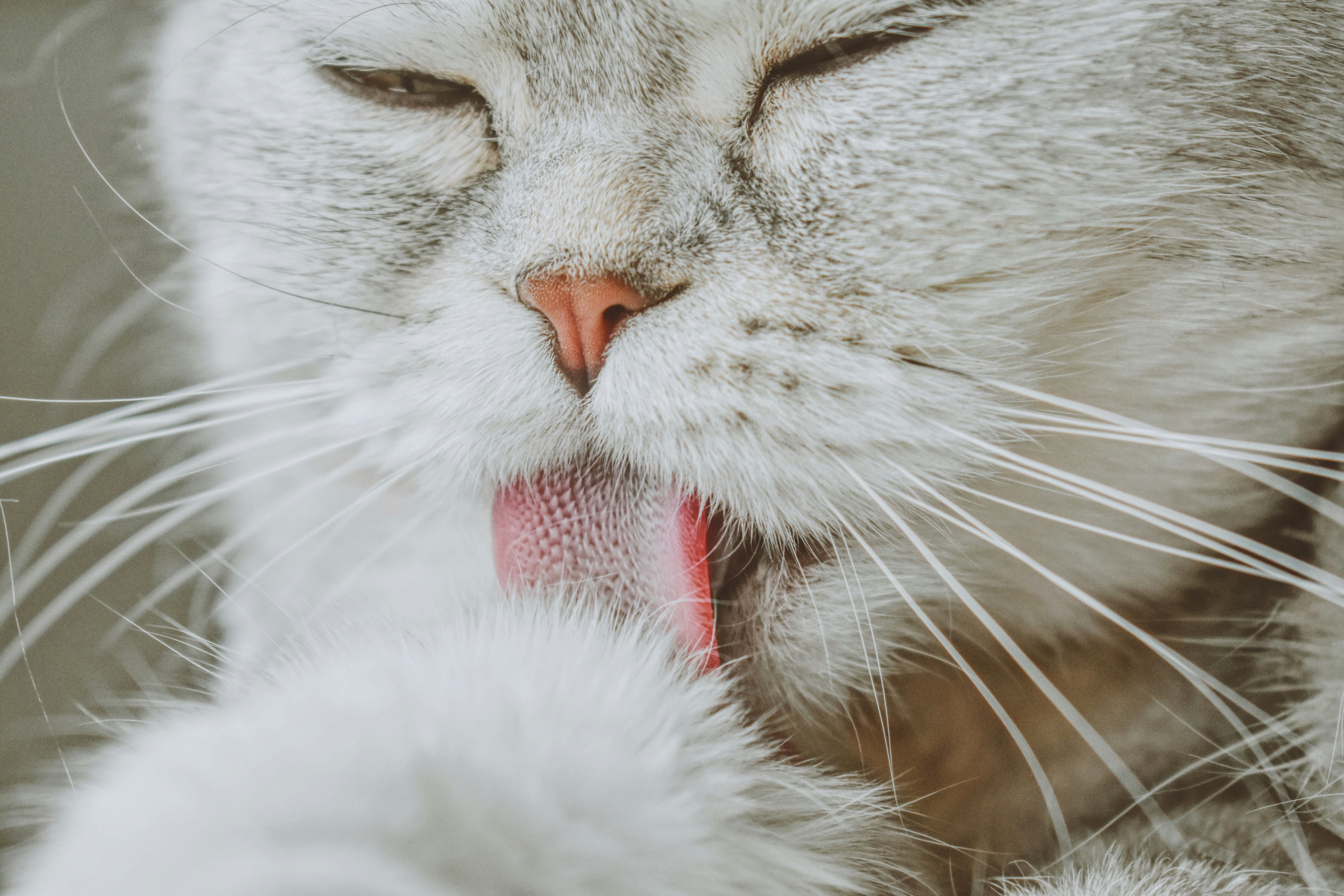 Close-up of a cat contentedly grooming itself, with its tongue extended and eyes closed in relaxation.