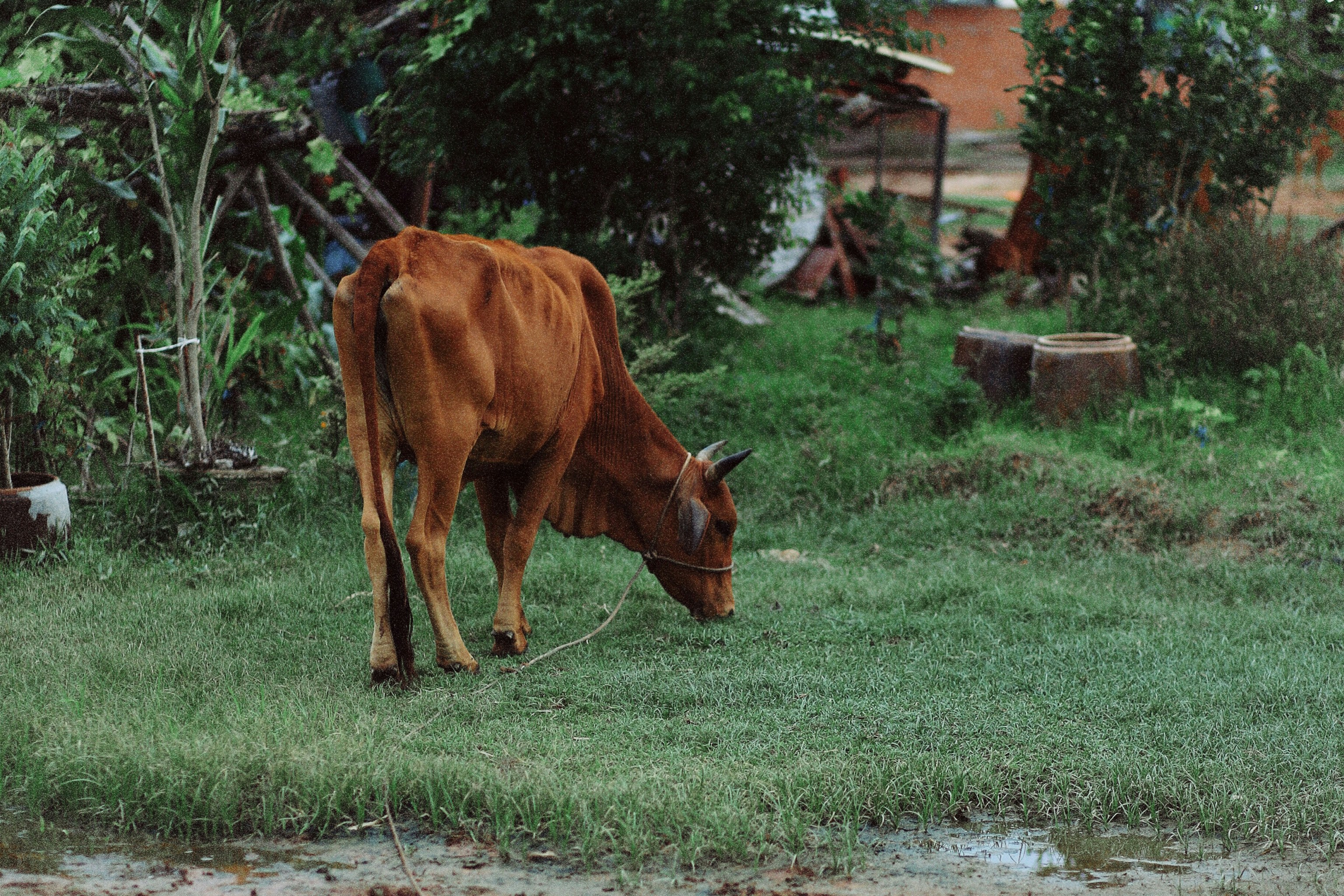 Riverside Grazing: A Brown Cow Nibbles Amid Green, Muddy Margins