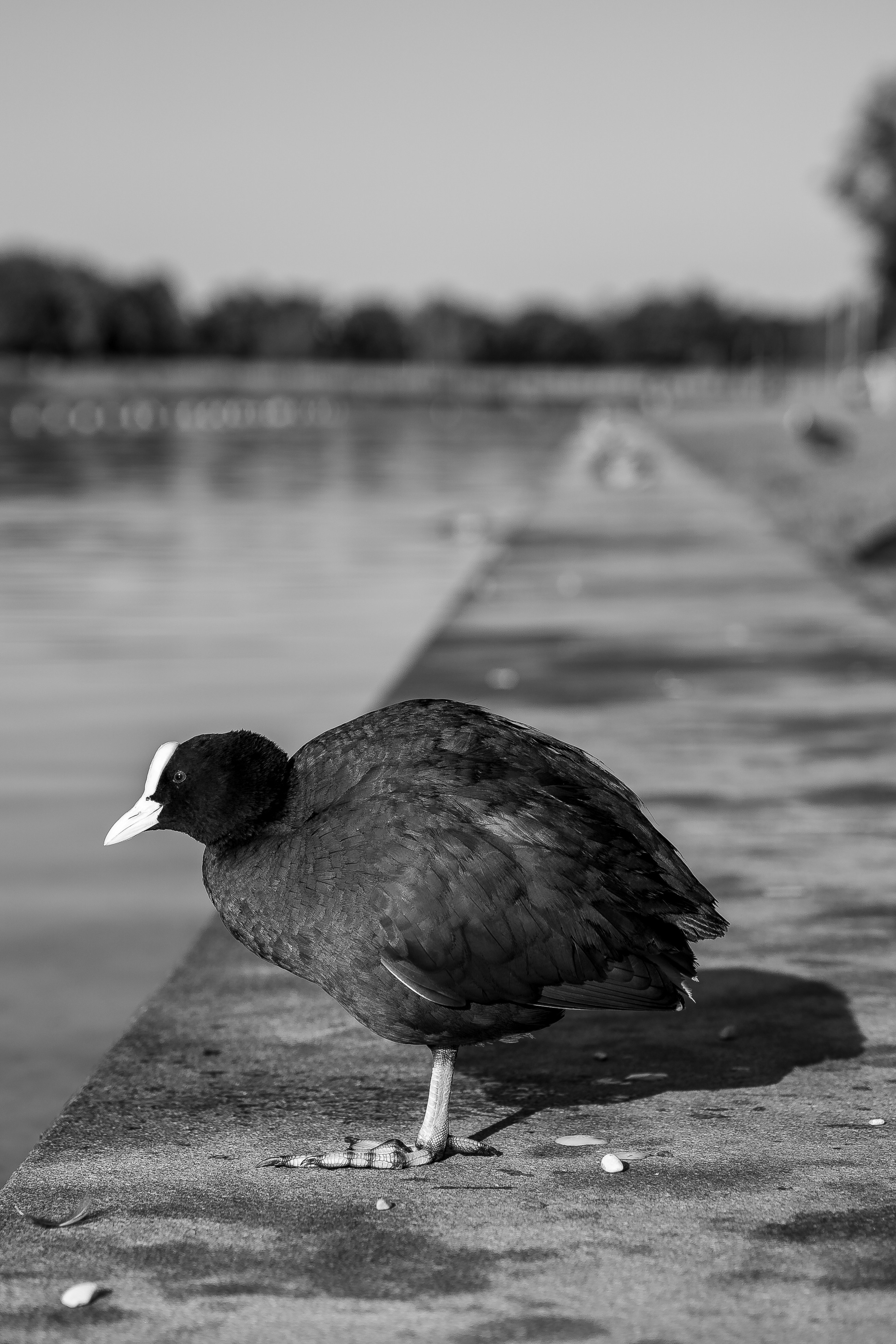 black duck on body of water during daytime