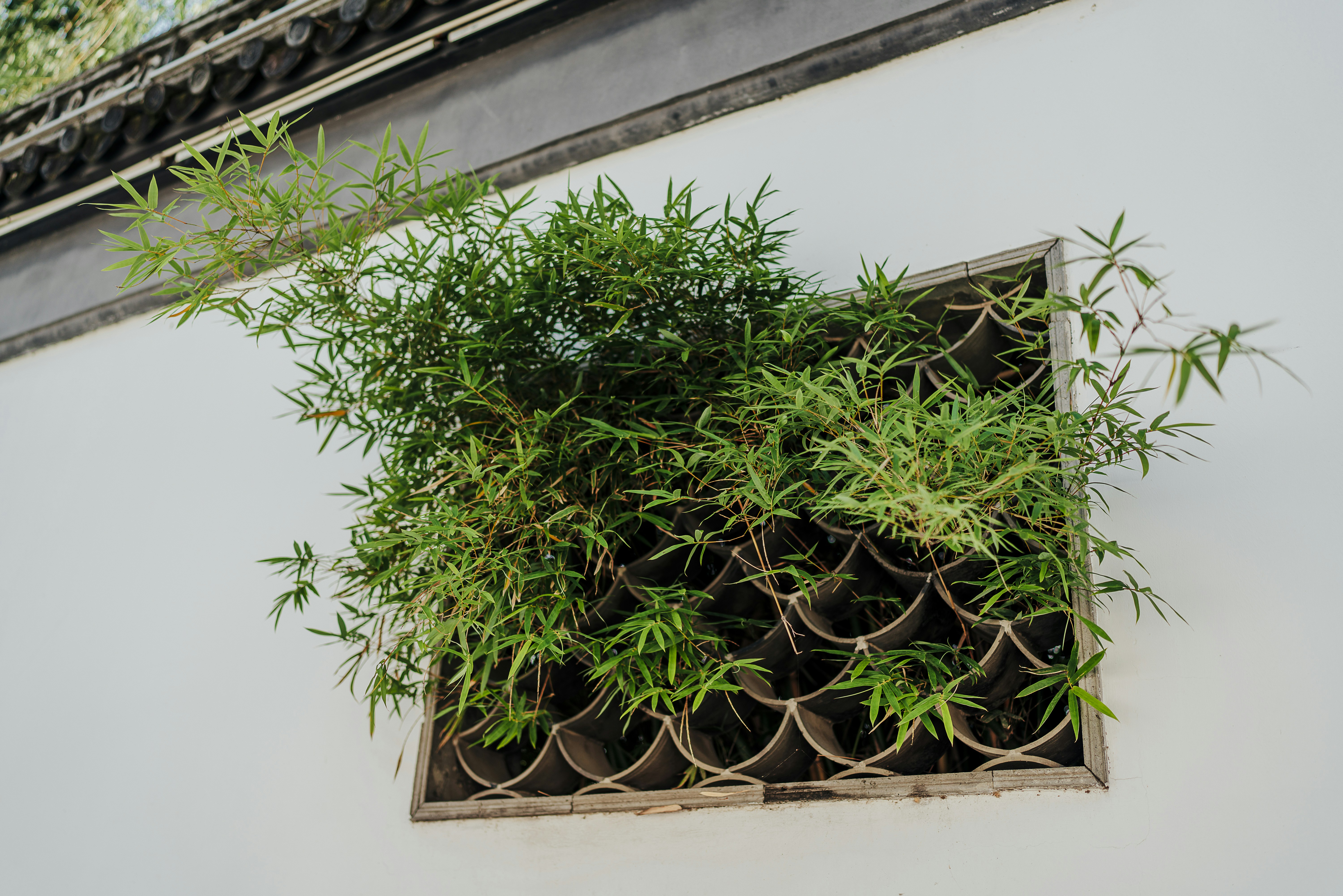 Bamboo plants thrive in a decorative wall opening, showcasing nature's ability to adapt within architectural confines.