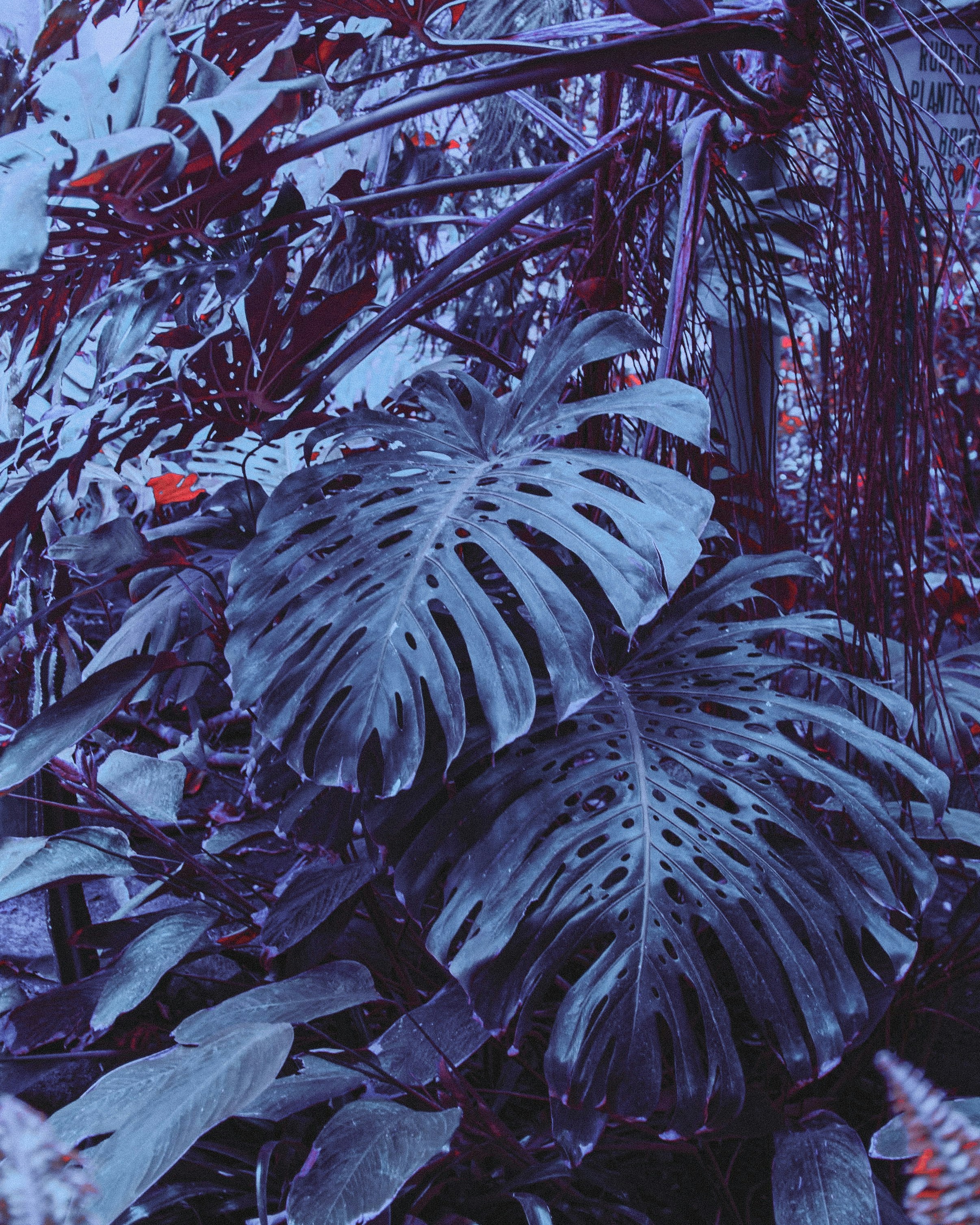 Blue-veined Monstera in cobalt tropical undergrowth