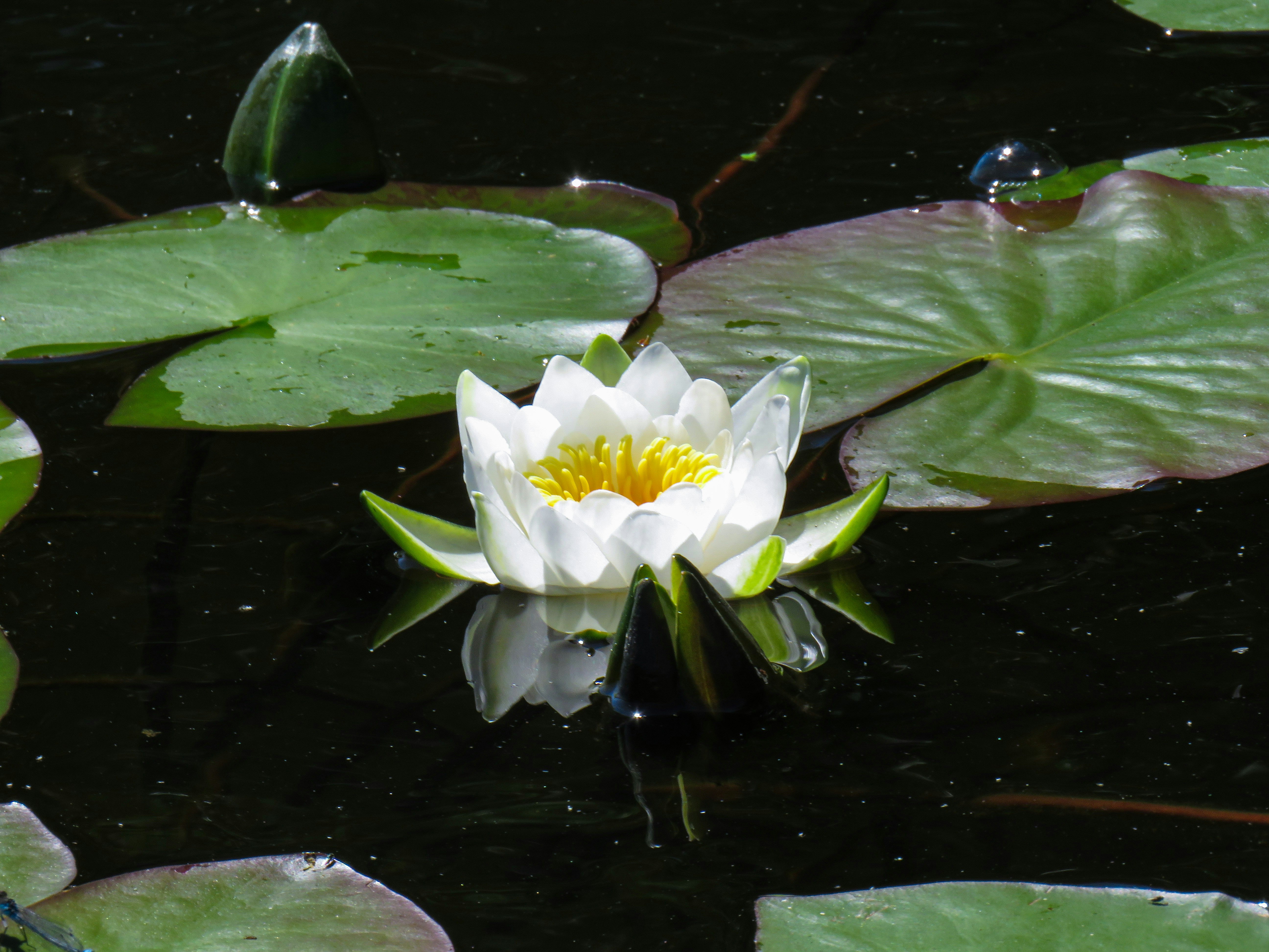 White water lily blooming gracefully on a tranquil pond, surrounded by lush green lily pads.