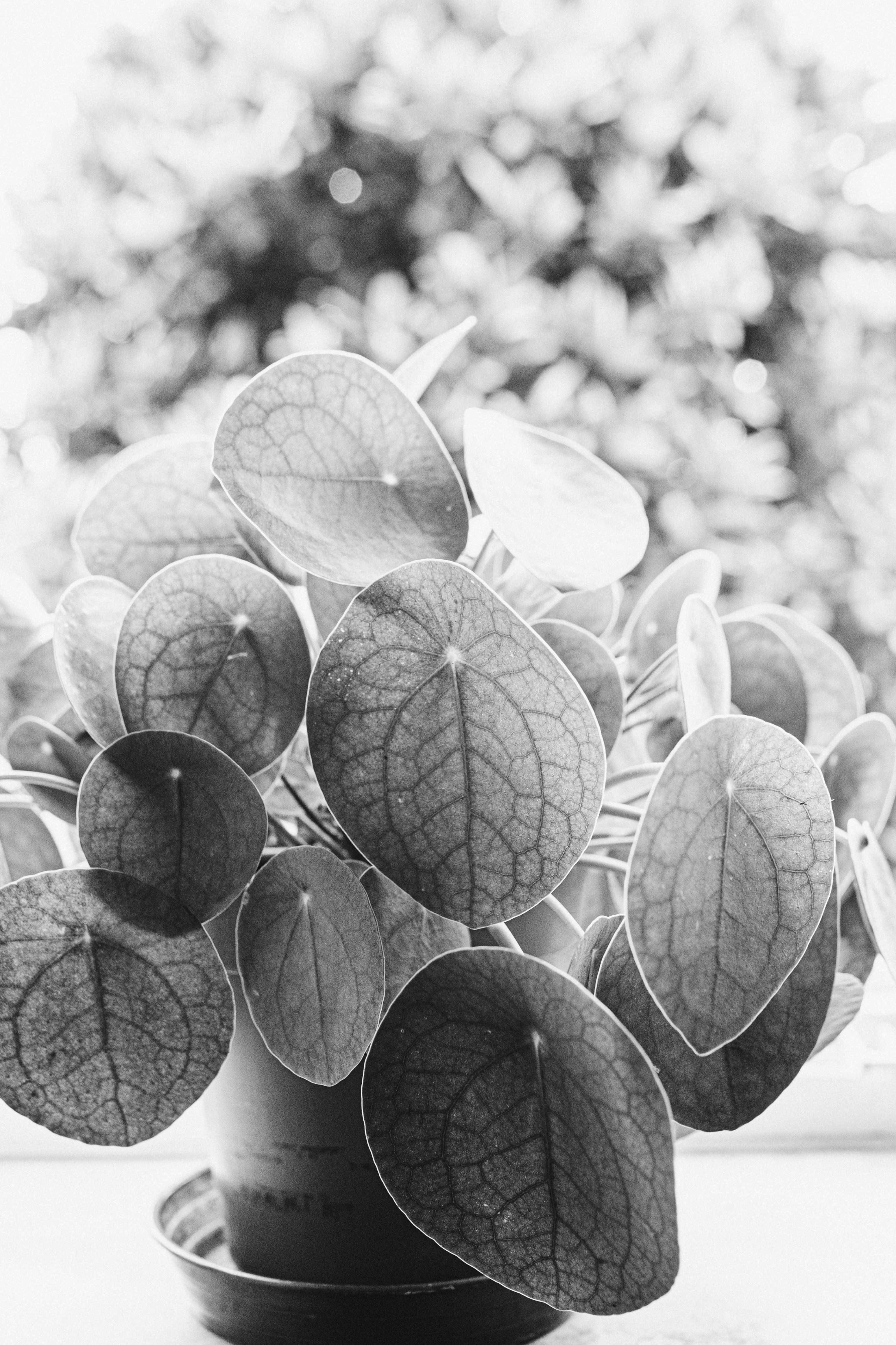 Grayscale photo of green leaves photo – Free Plant Image on Unsplash
