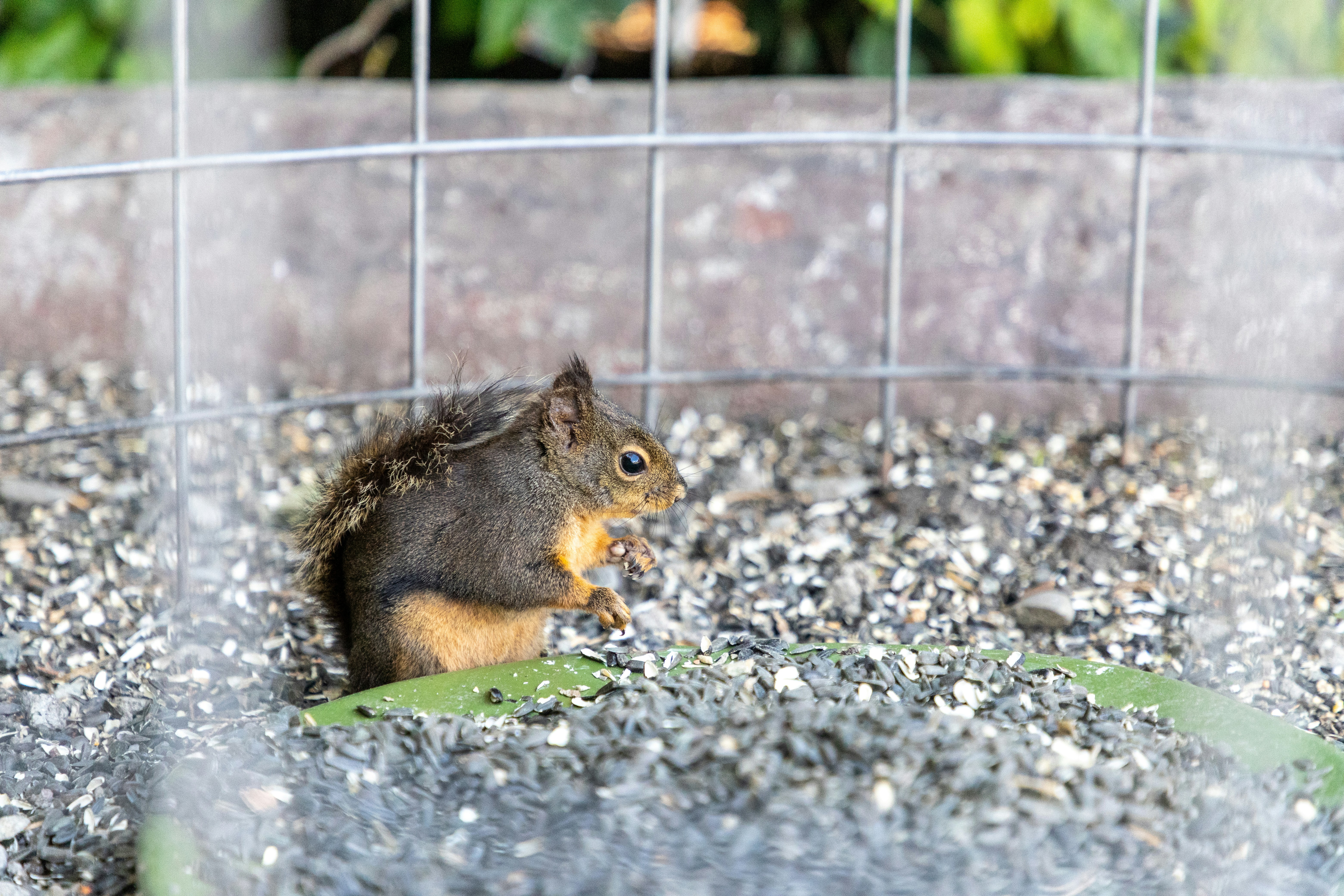 A squirrel forages among scattered seeds in a garden enclosure, showcasing its curious nature. The scene highlights the interaction between wildlife and urban environments.