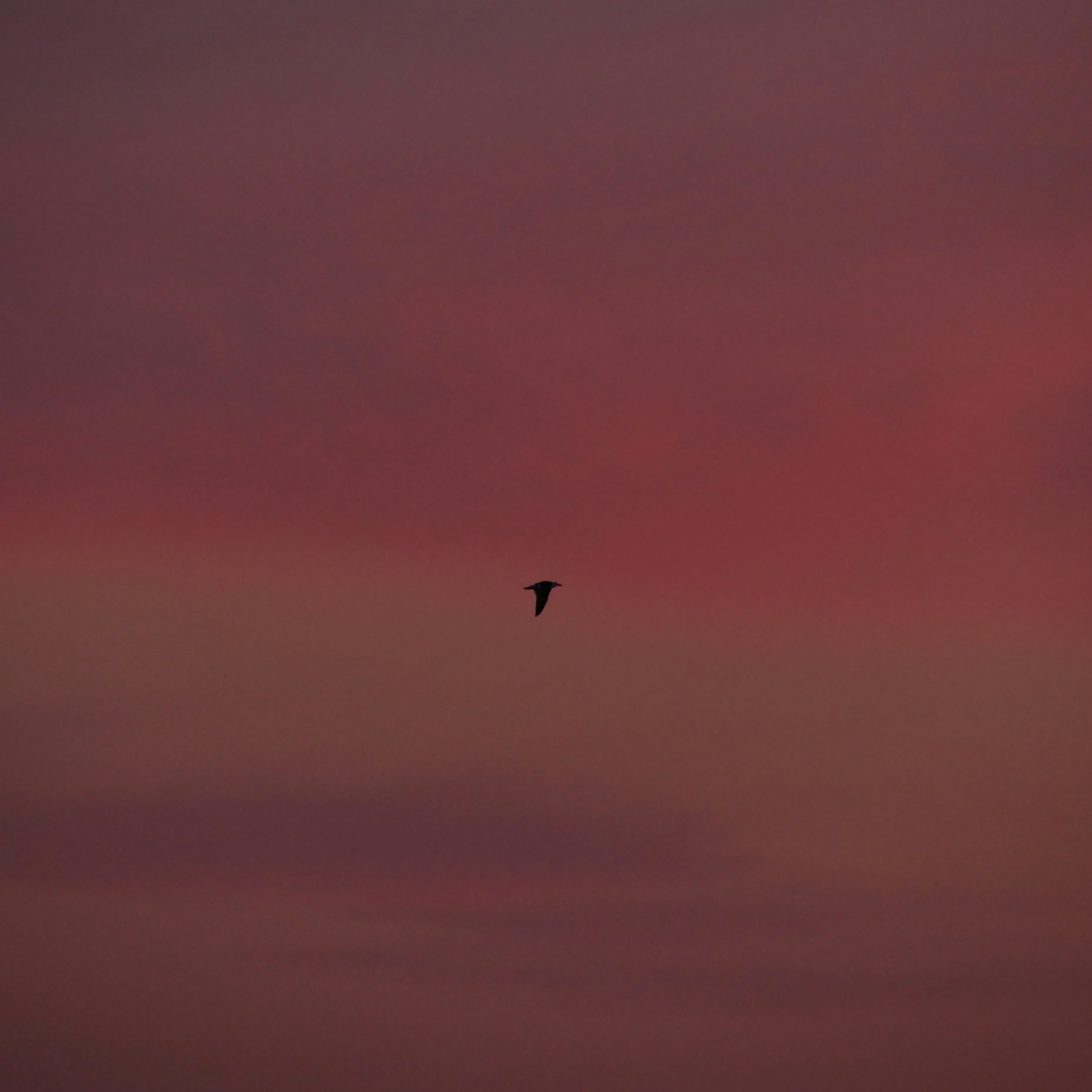 white bird flying in the sky