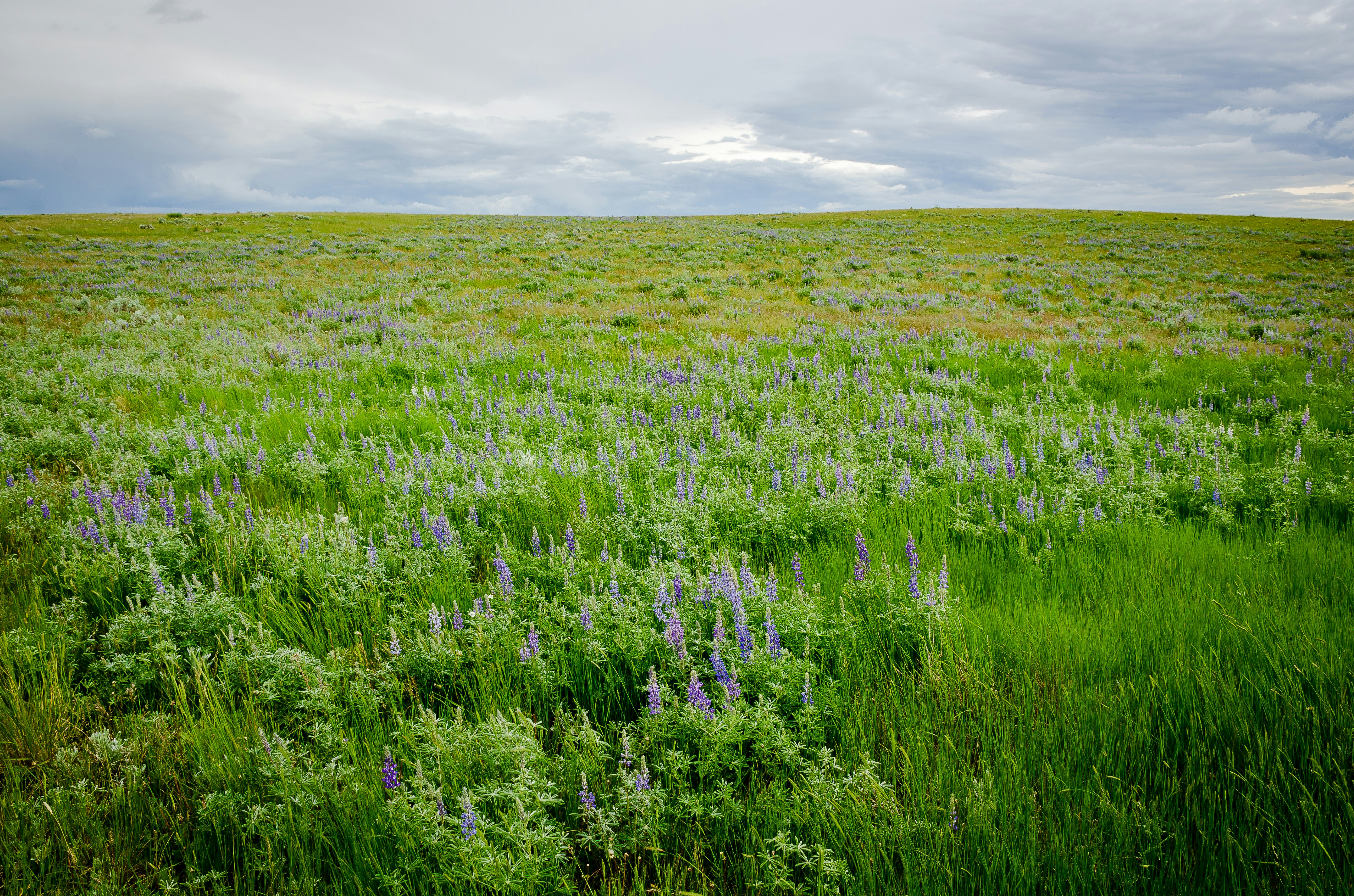 Lavender Edges of a Prairie Bloom