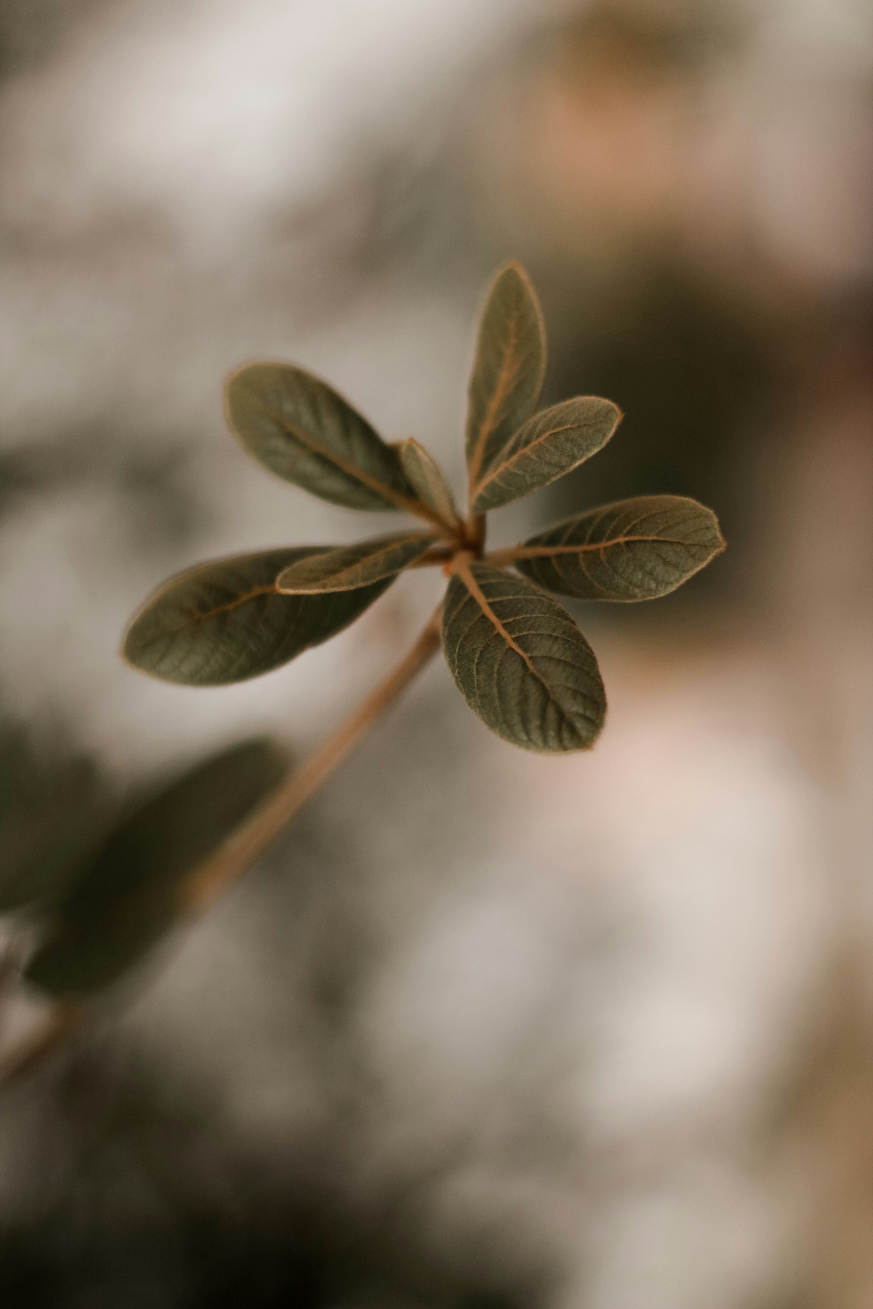 green leaf in close up photography