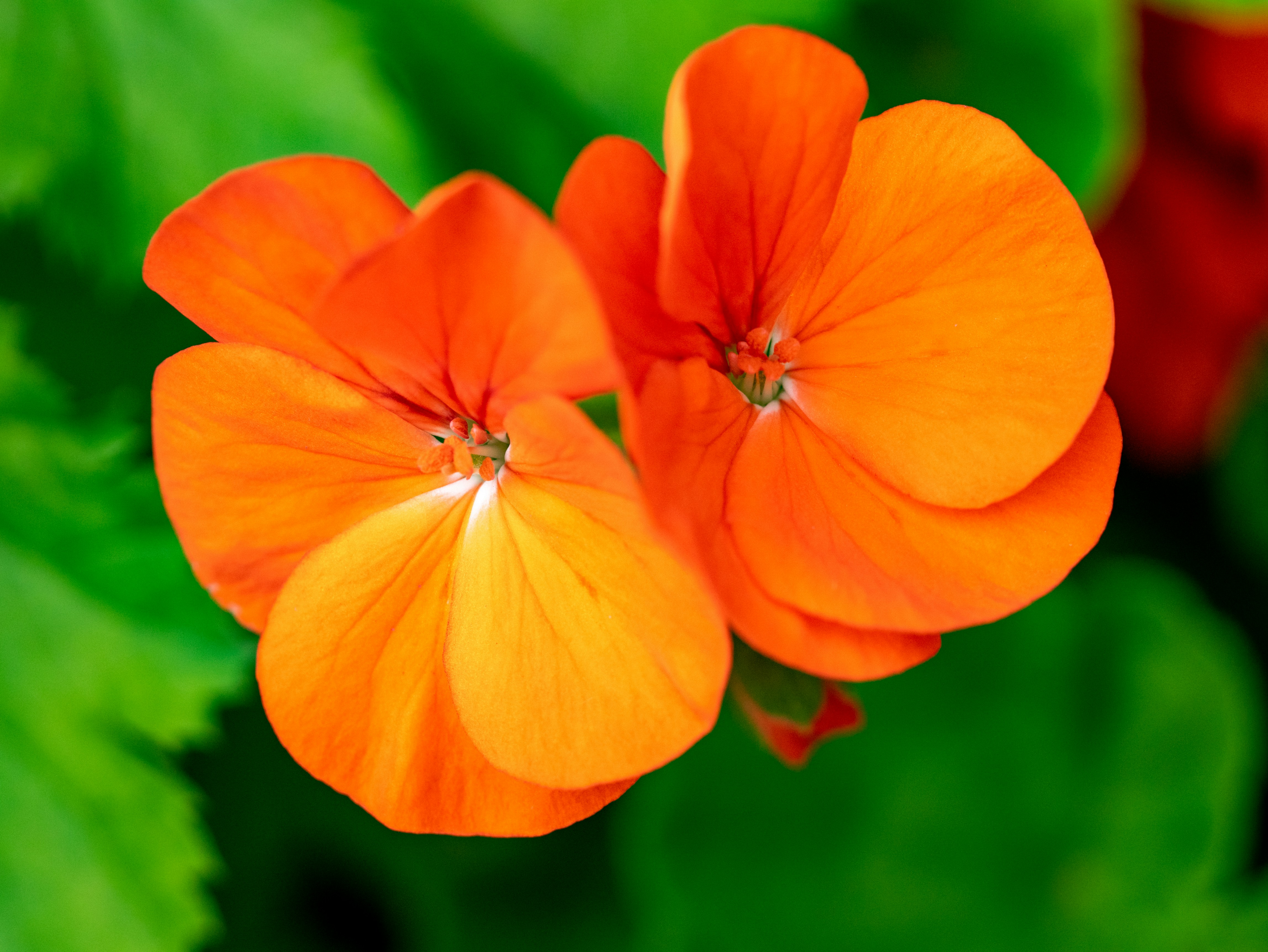 JMDC (4483) Partial Offer Update (Updated Pro-Ration Range) - Travis Lundy