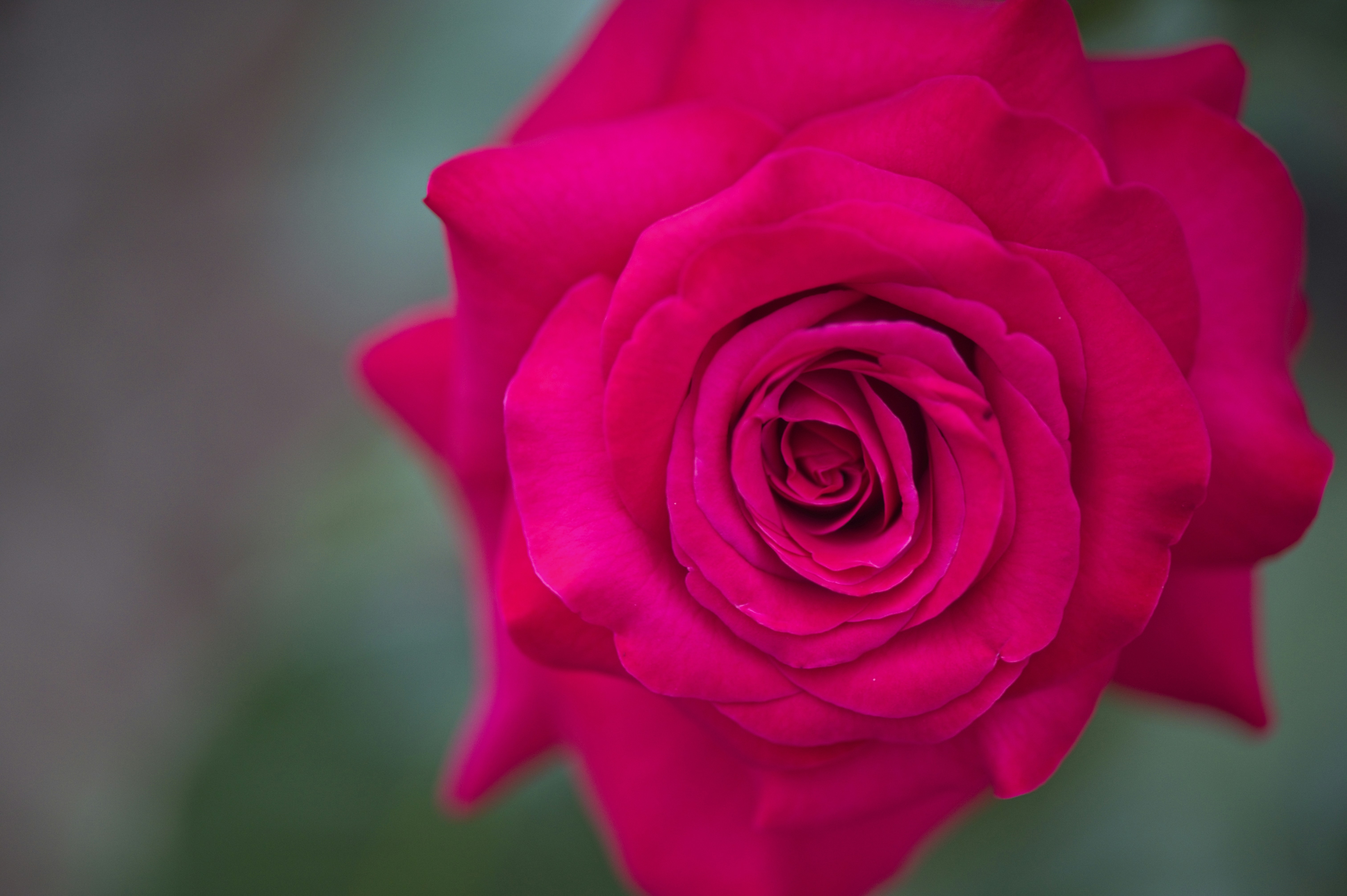 Rose rose en gros plan photographie photo – Image gratuite de Rose ...