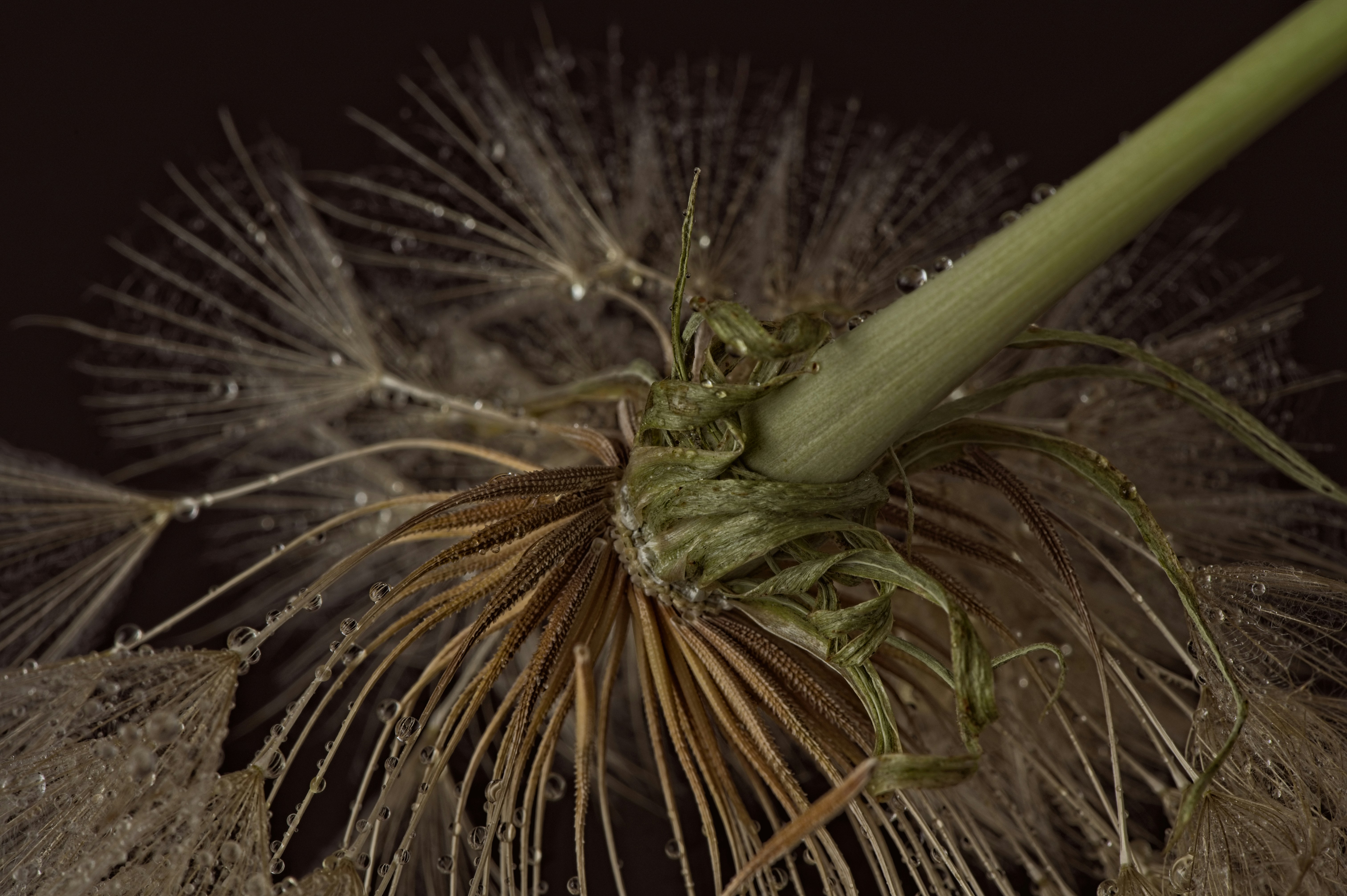 Close-up view of a dandelion's seed head, showcasing intricate details and water droplets on the filaments. The focus highlights the plant's structure and texture.