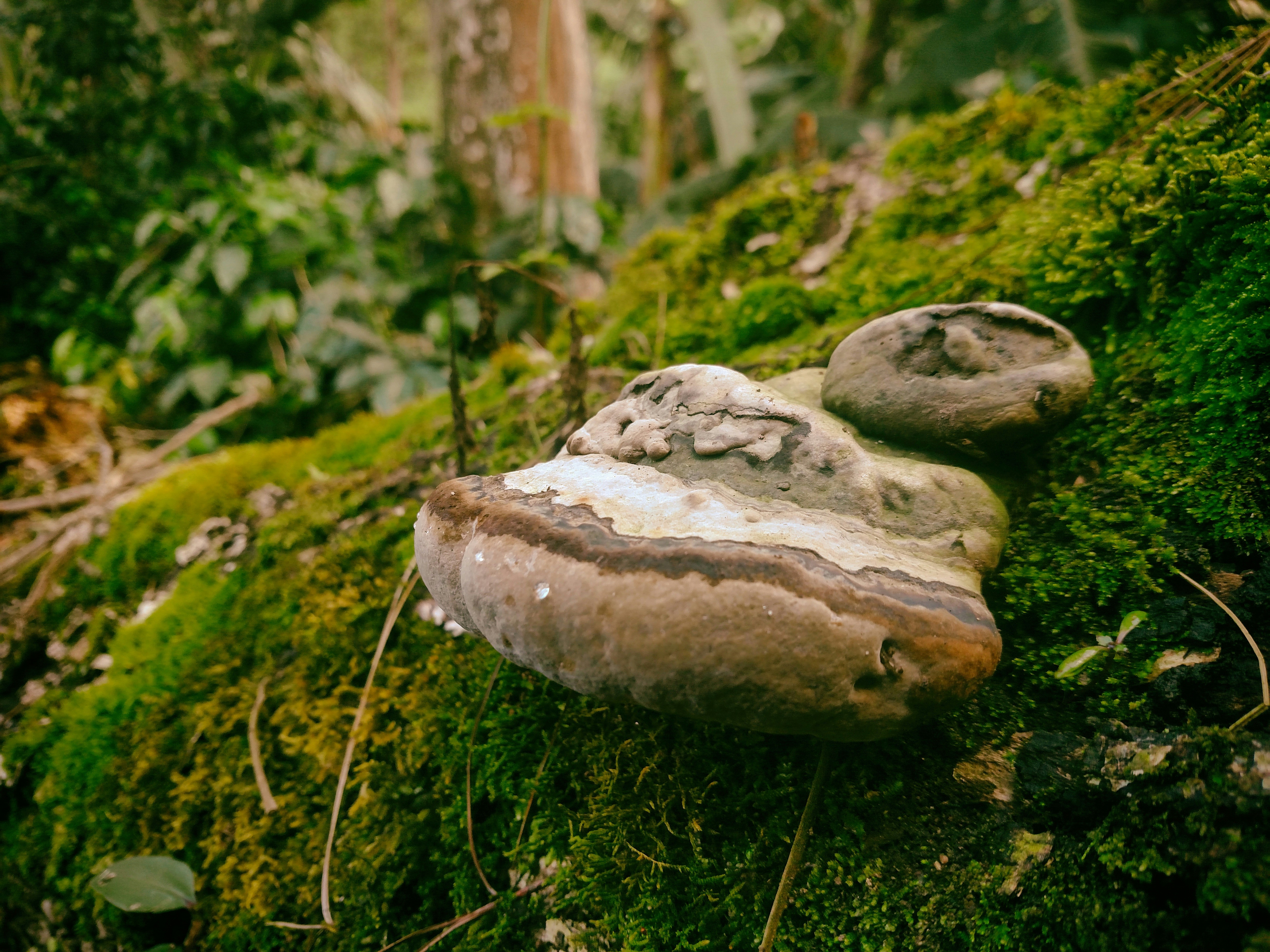 Three unique mushrooms nestled on a moss-covered log, showcasing intricate textures and earthy colors. The natural setting emphasizes the beauty of forest life.