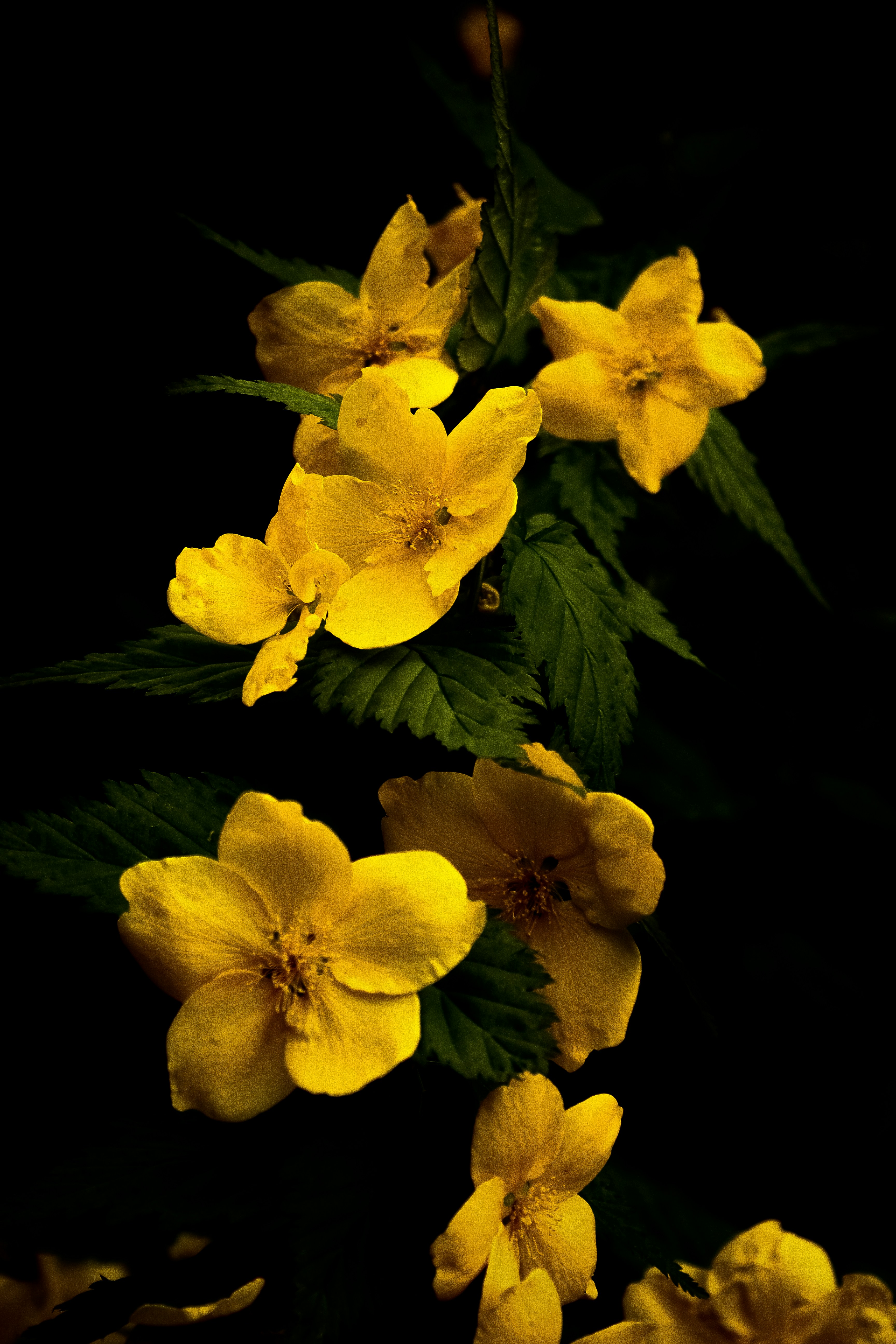 Velvet Night Bloom: Golden Five-Petal Flowers in Shadowed Greenery