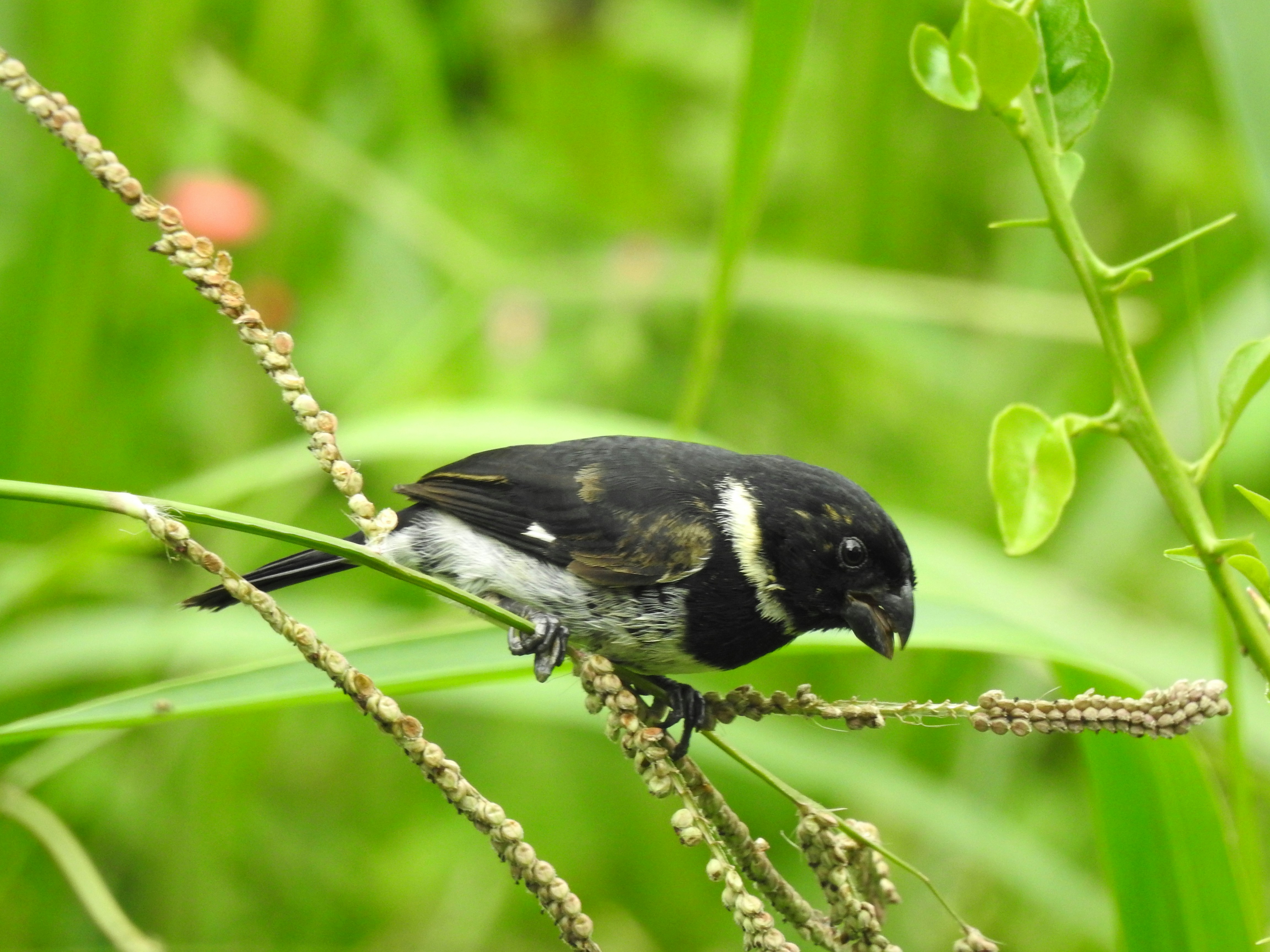 Verdant Perch: Tiny Black-Capped Songbird on a Beaded Stem