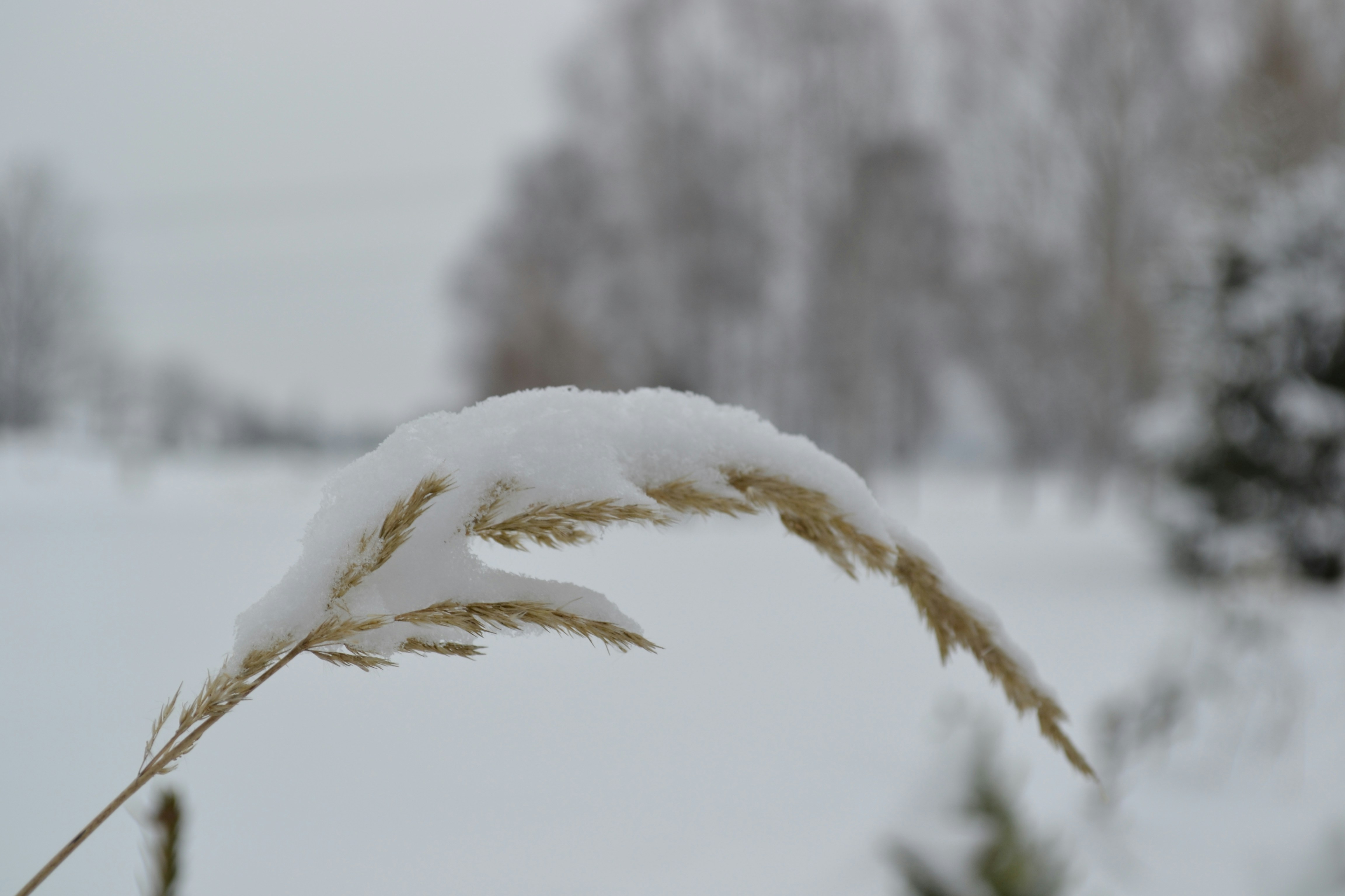 Snow-kissed reed curving through a pale winter hush