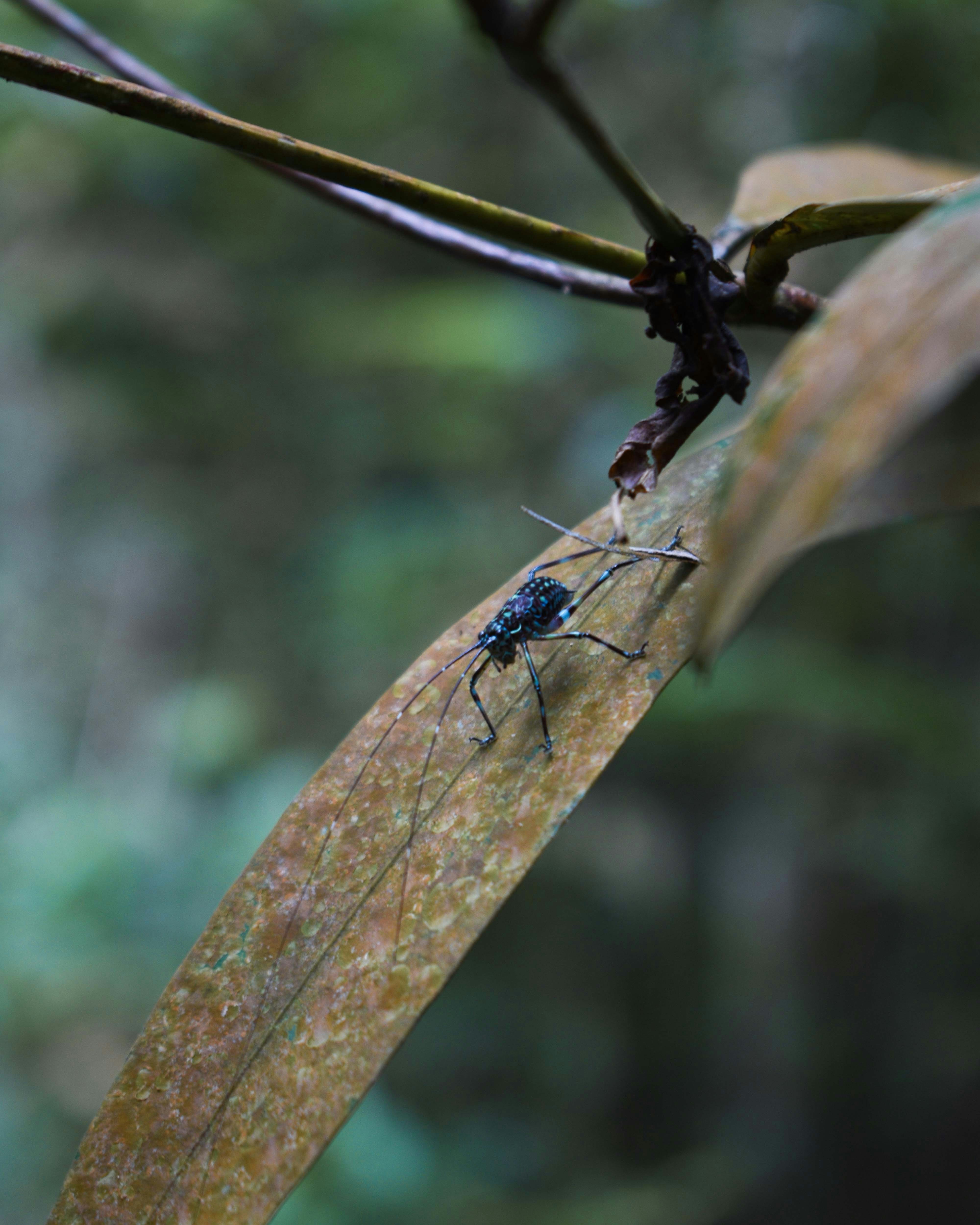 Blue grasshopper on a leaf in natural environment